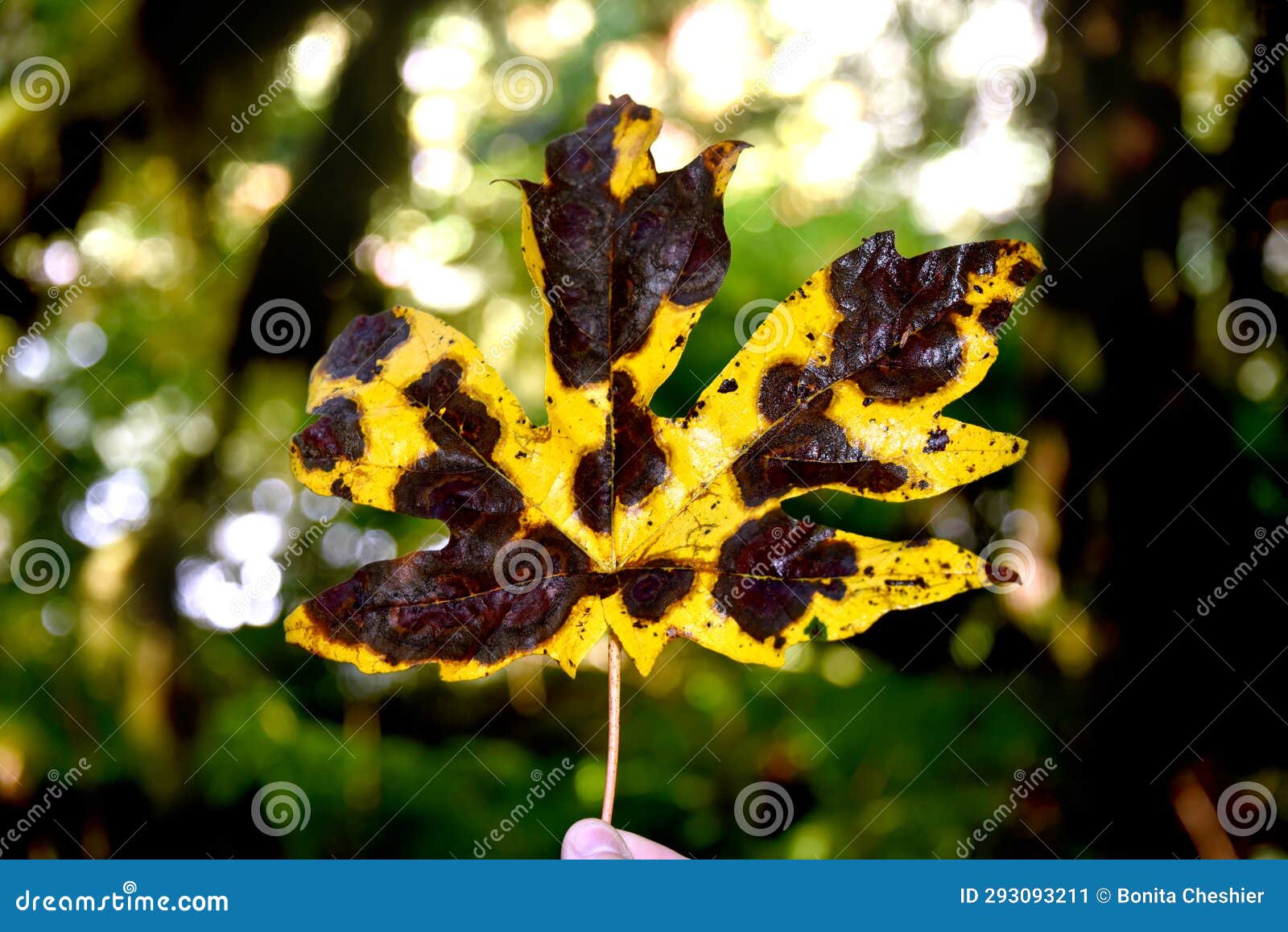 Big Blighted Oak Tree Leaf stock image. Image of blight - 293093211