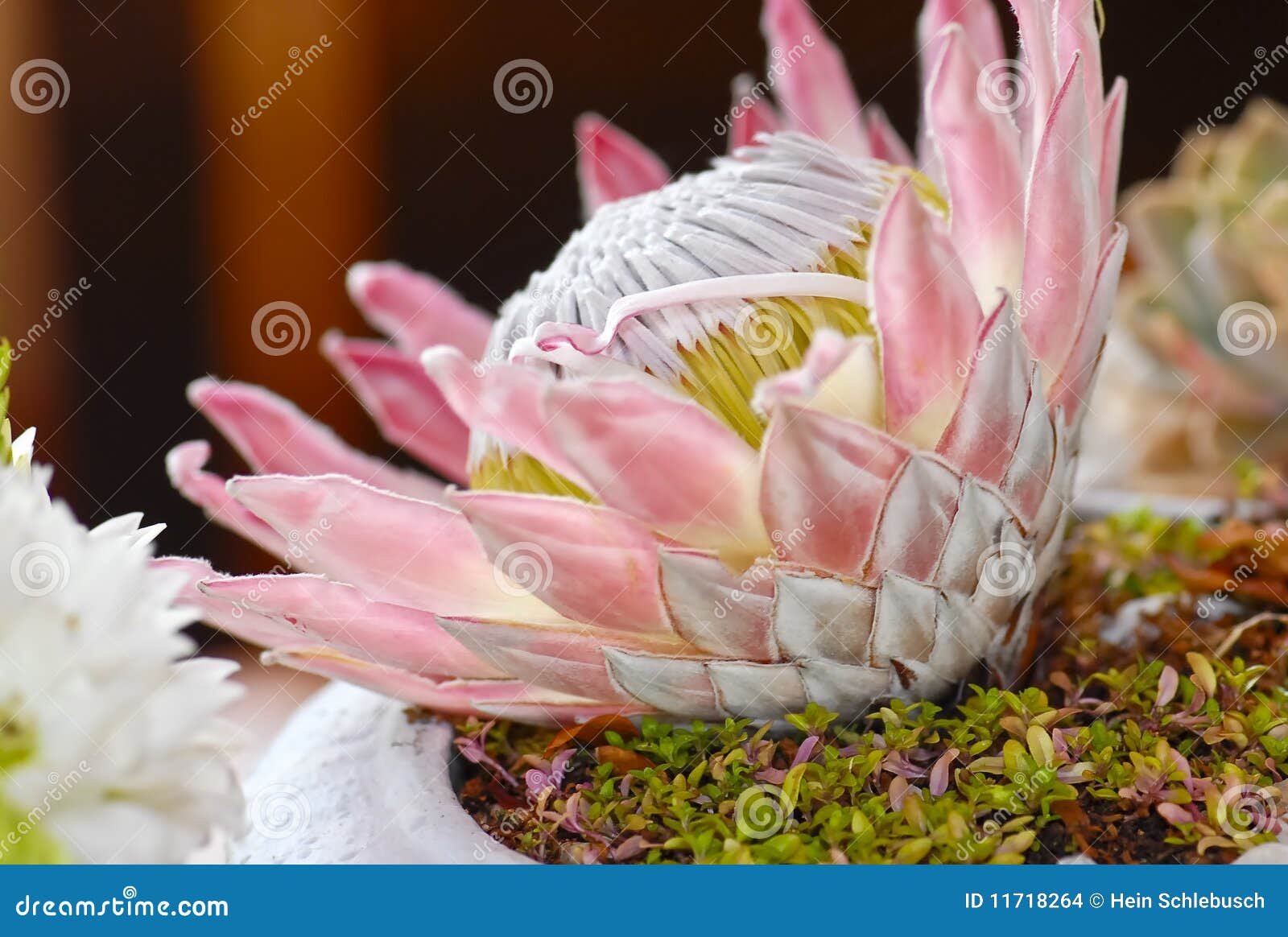 Big blooming protea flower stock photo. Image of white - 11718264