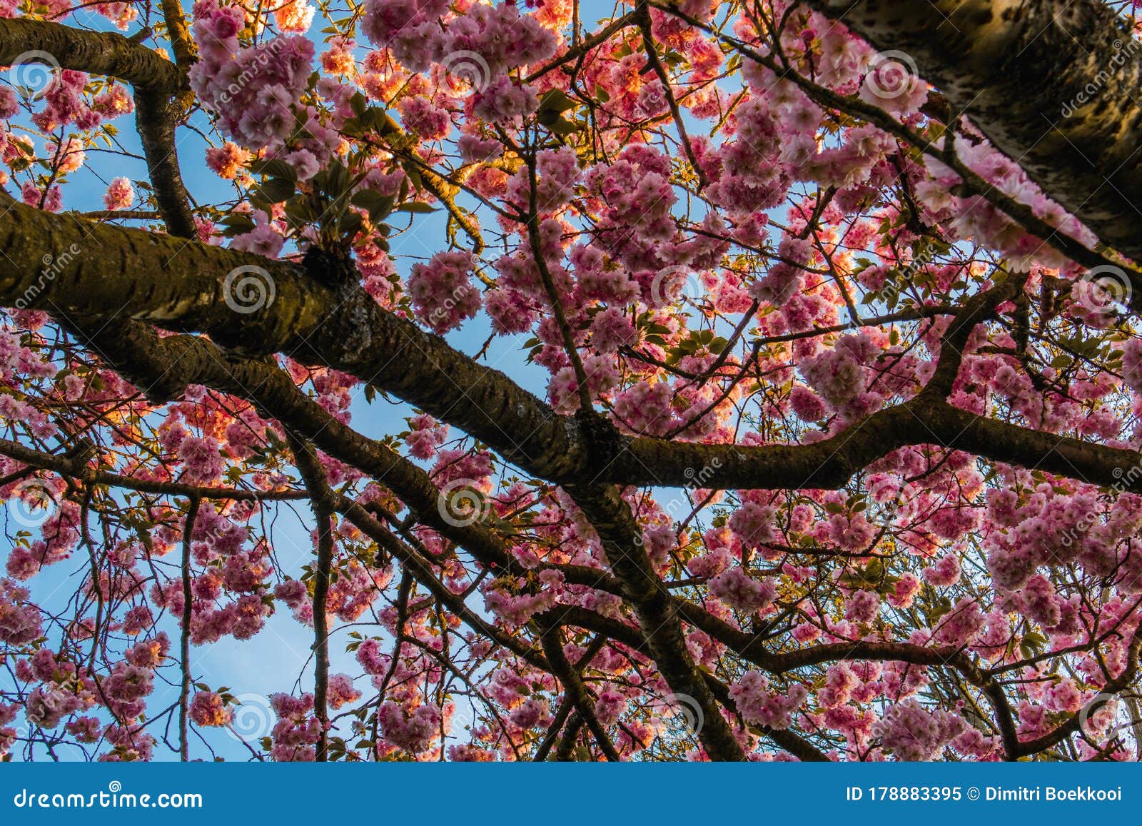 Big Blossom Tree Blooming in the Spring Stock Image - Image of plant ...