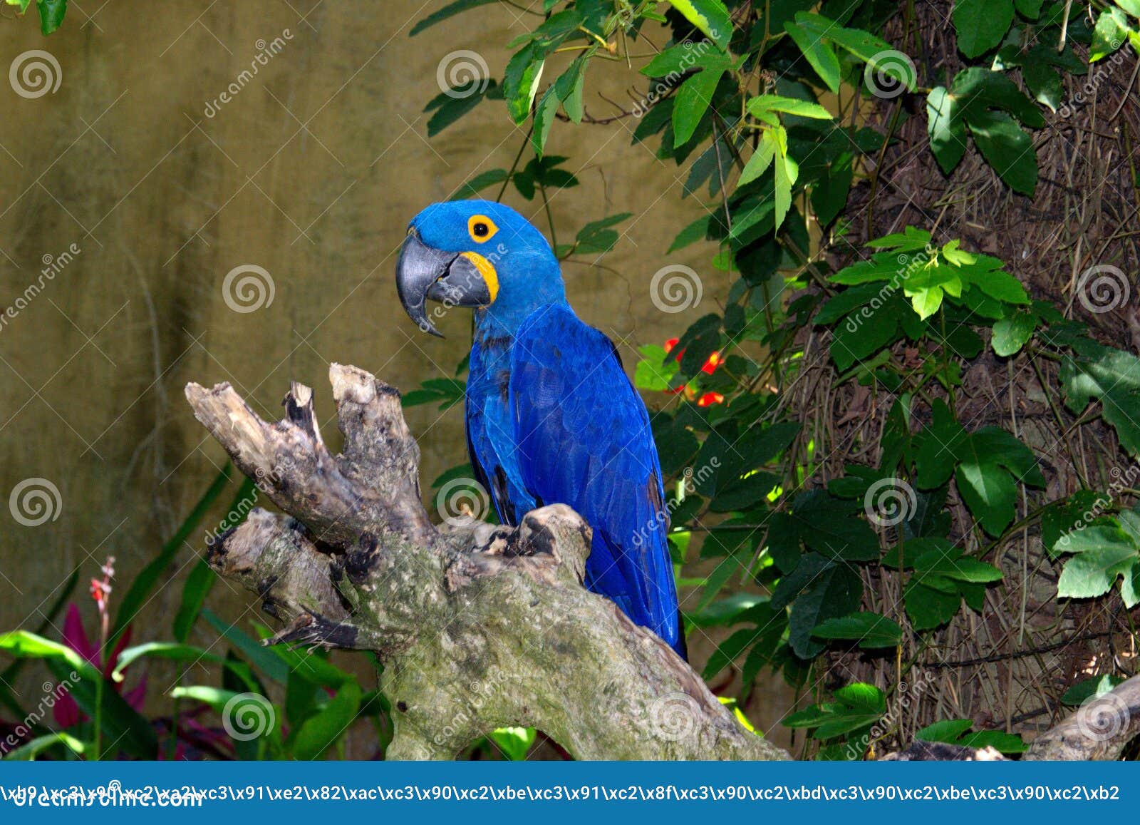 Big blue beautiful parrot stock photo. Image of blue - 51600580