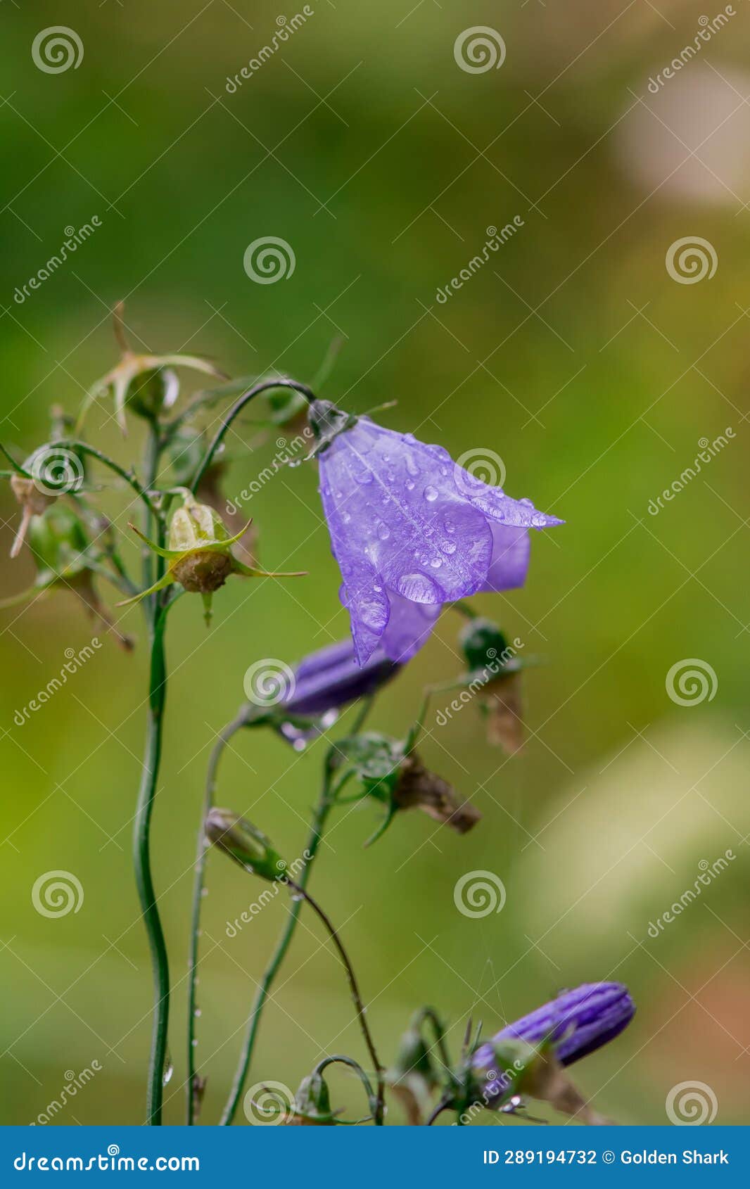 Big Blue Bell Flower with Rain Drops on Petals Side Stock Photo - Image ...