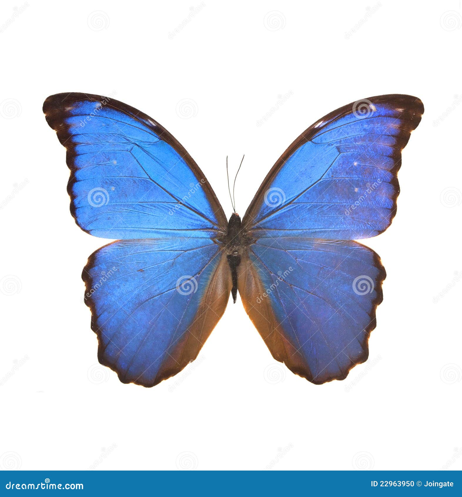 Big Blue Butterfly from the Far East Stock Photo - Image of wings ...