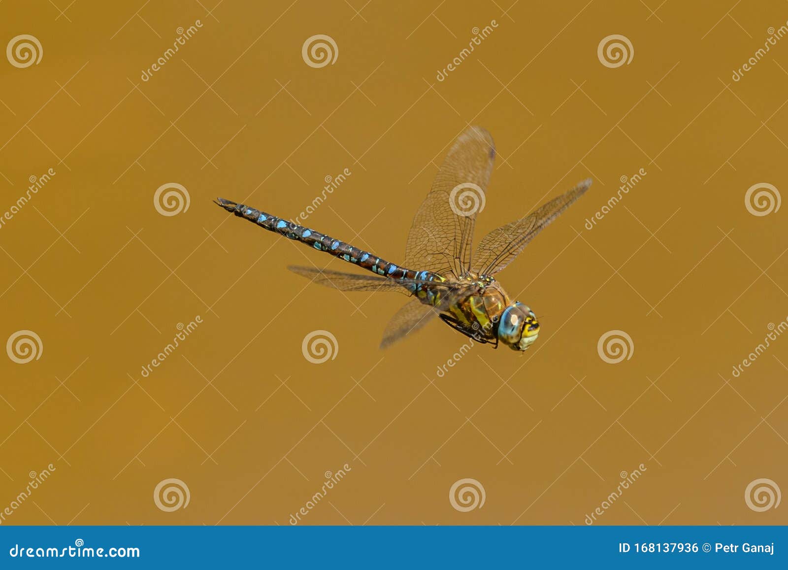 Big Blue Dragonfly in Flight Stock Photo - Image of flower, close ...