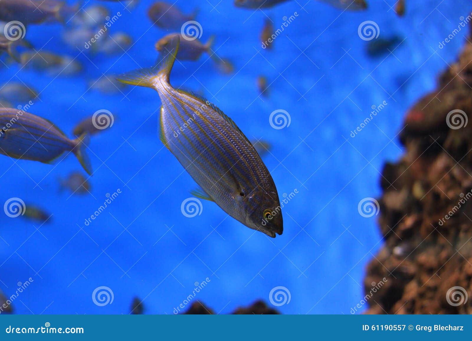 Big blue stock image. Image of exotic, marine, shoaling - 61190557