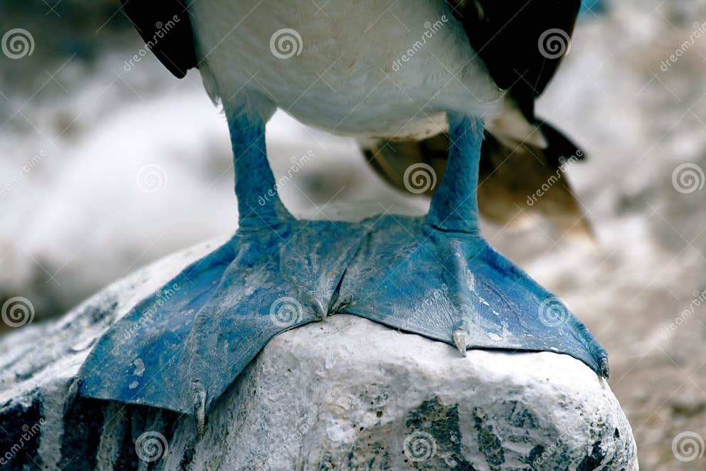 Big Blue Feet stock photo. Image of guano, blue, galapagos - 12265018