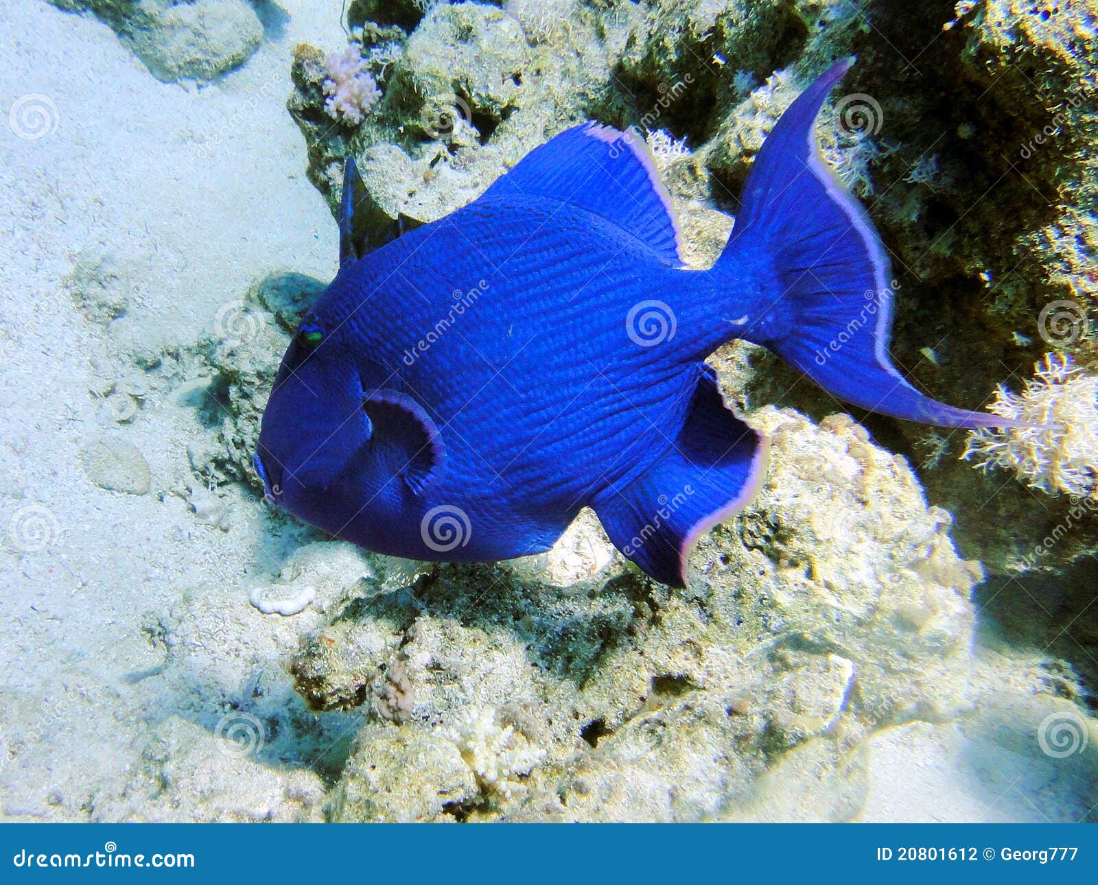 Big blue fish 1 stock photo. Image of nature, coral, underwater - 20801612