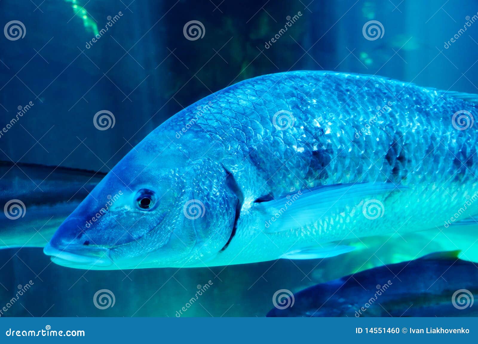Big Blue Fish stock photo. Image of swimming, underwater - 14551460