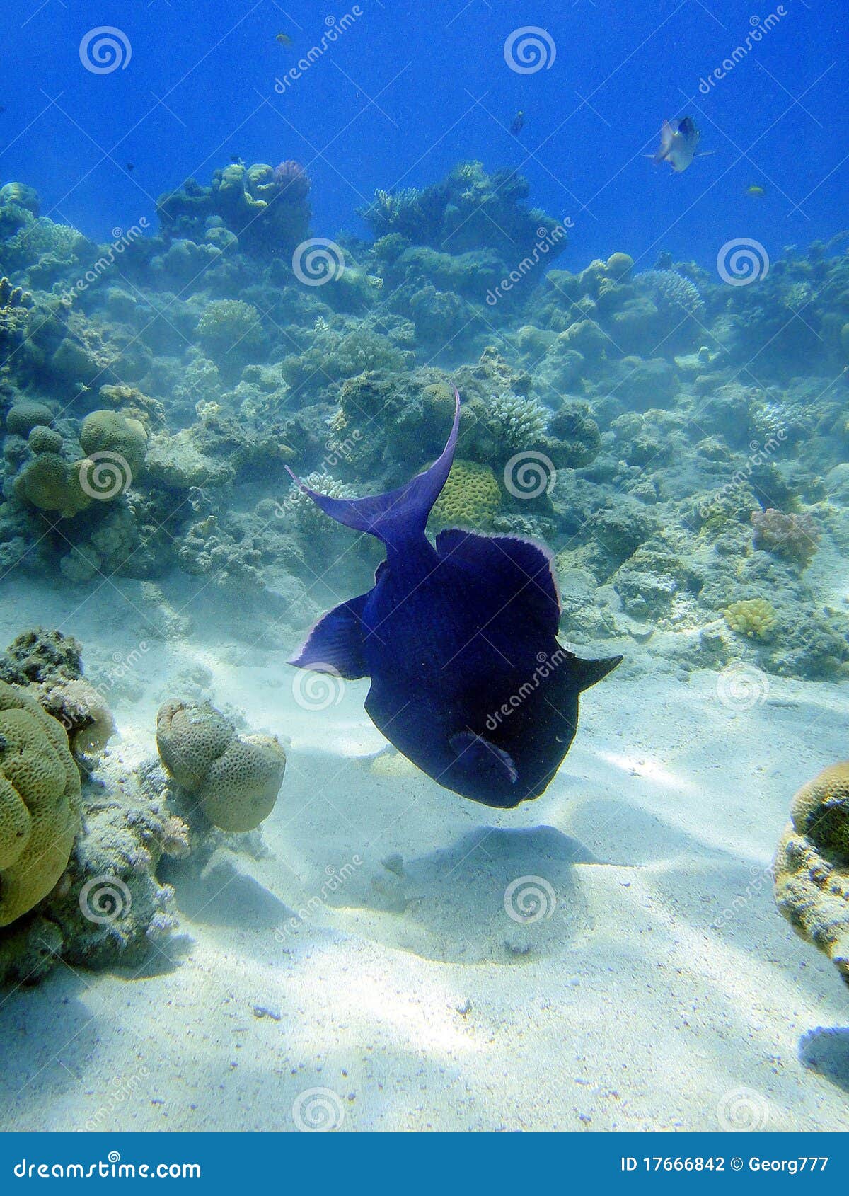 Big blue fish stock photo. Image of pseudoballist, coast - 17666842