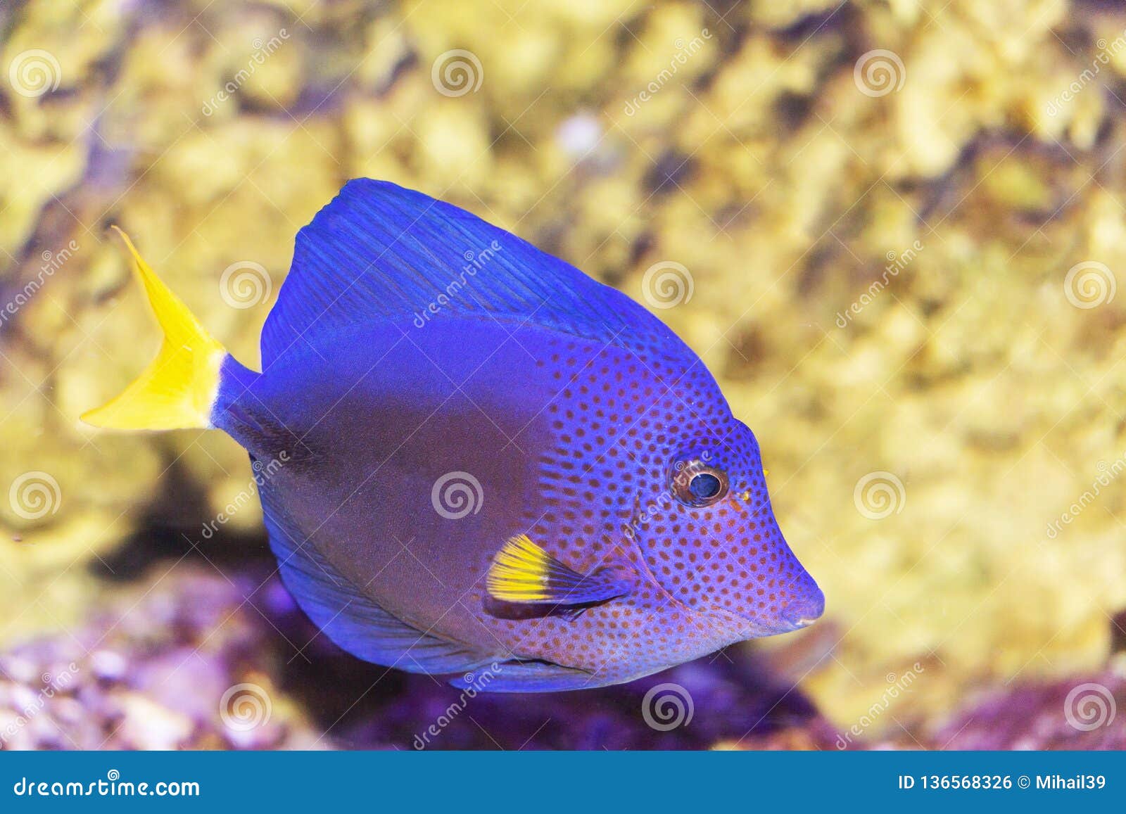 Big Blue Fish in Their Natural Habitat Stock Photo - Image of coral ...