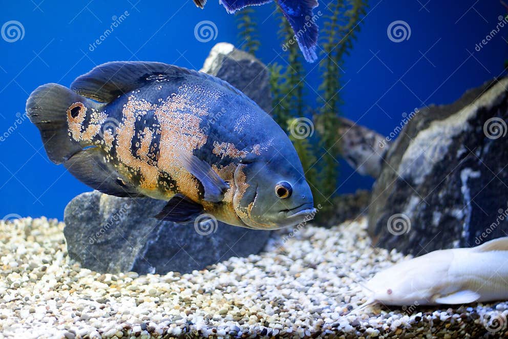 Big blue fish underwater stock photo. Image of beauty - 20727078