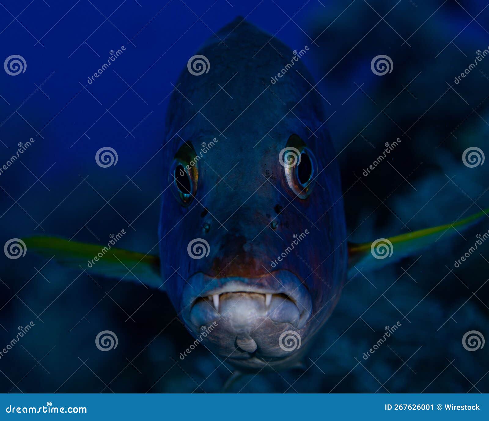 Big Blue Fish with a Very Long Bill and Sharp Teeth Stock Image - Image ...