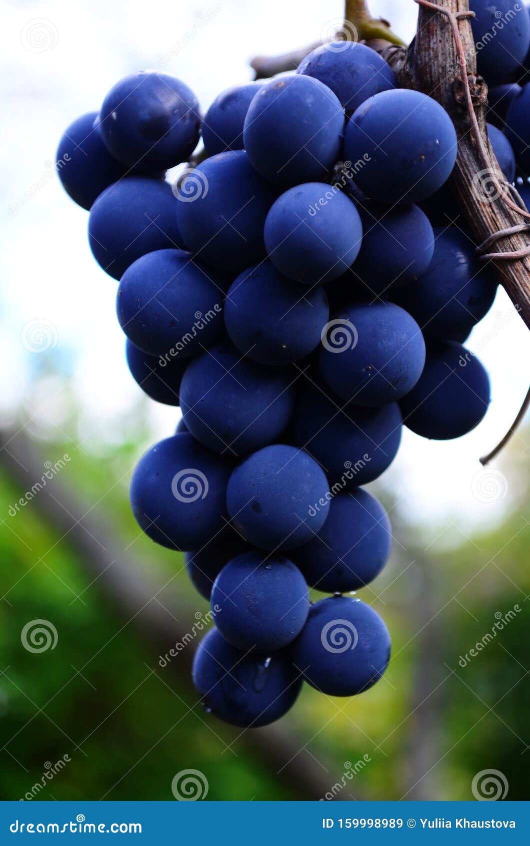Big Blue Grape Called Isabella on the Vine Stock Image - Image of green ...