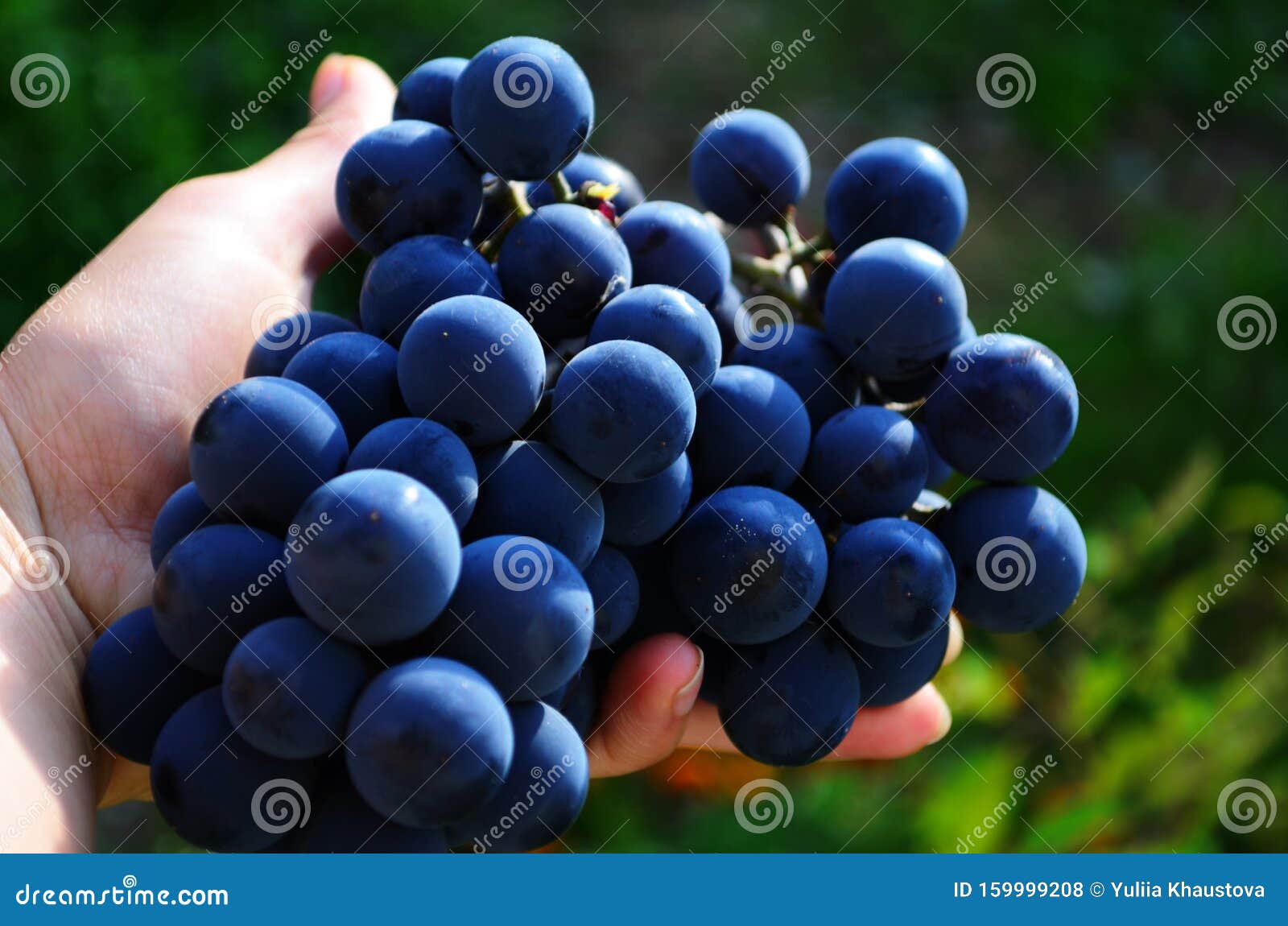 Big Blue Grape Called Isabella on the Vine Stock Photo - Image of hang ...