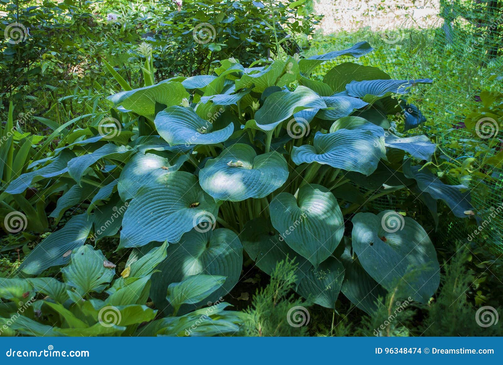 Big Blue Hosta & X22;Lady in Blue& X22; Stock Photo - Image of backyard ...