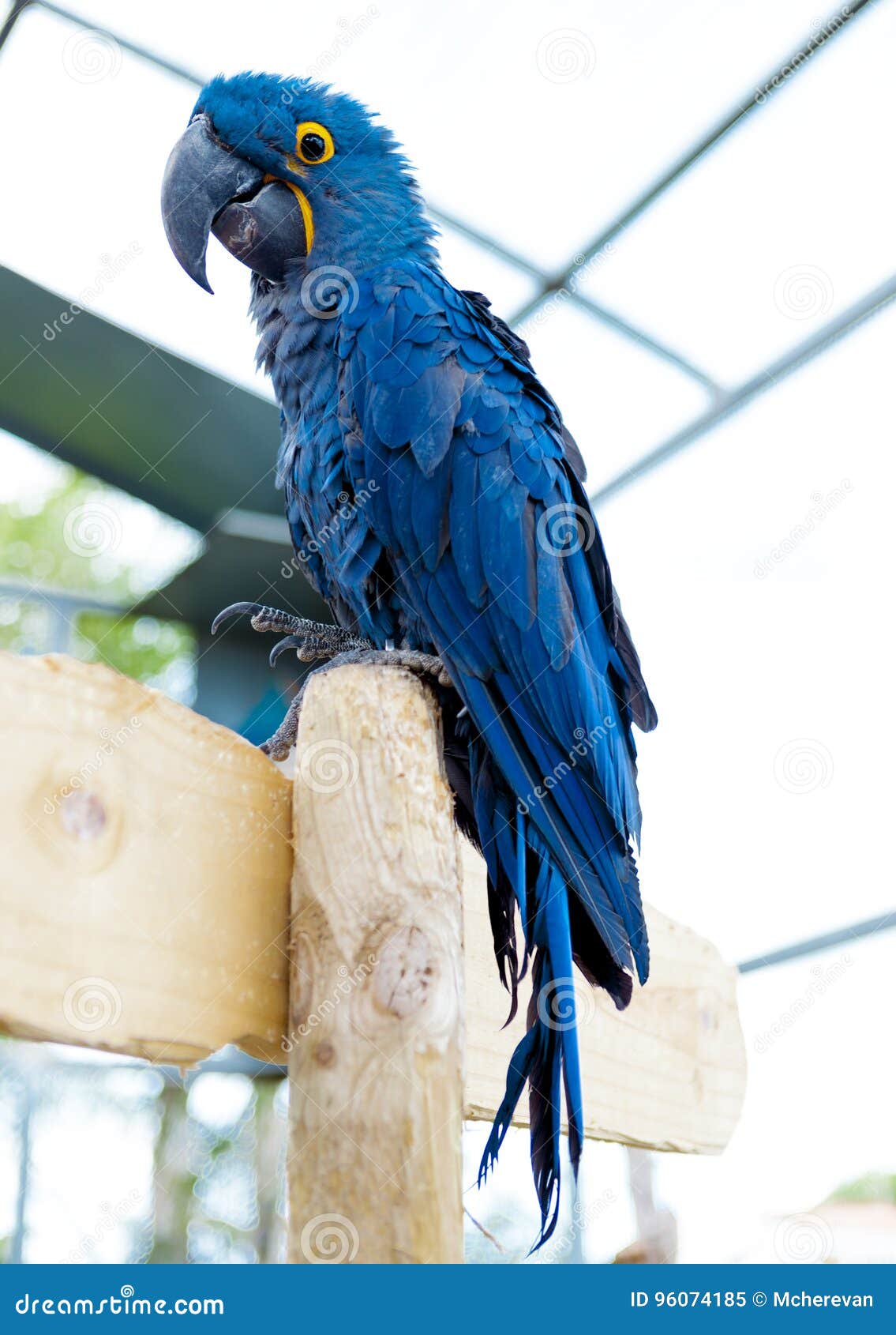 Big Blue Macaw Parrot. a Large Bird in Bright Blue. Stock Image - Image ...