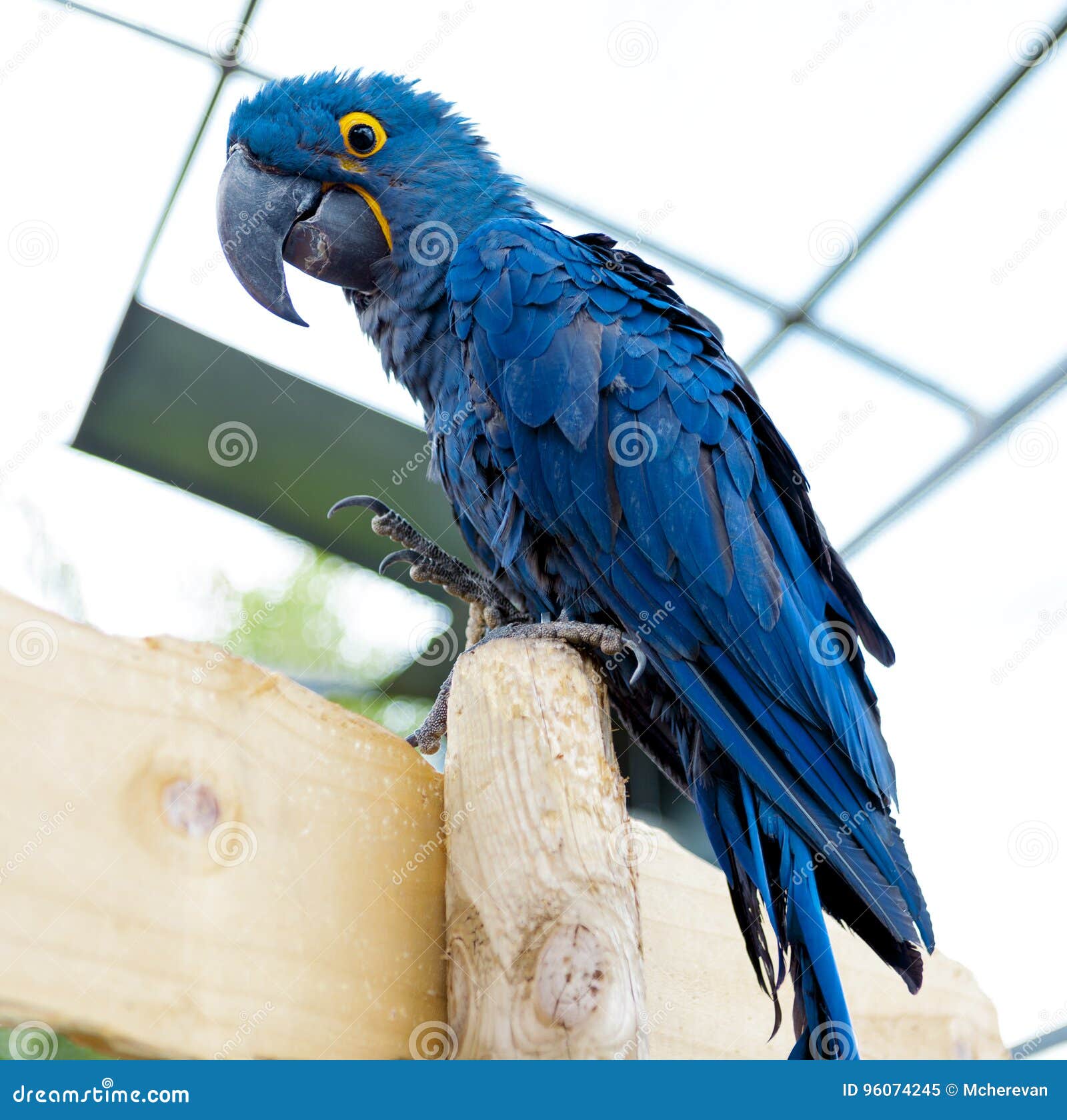 Big Blue Macaw Parrot. a Large Bird in Bright Blue. Stock Image - Image ...