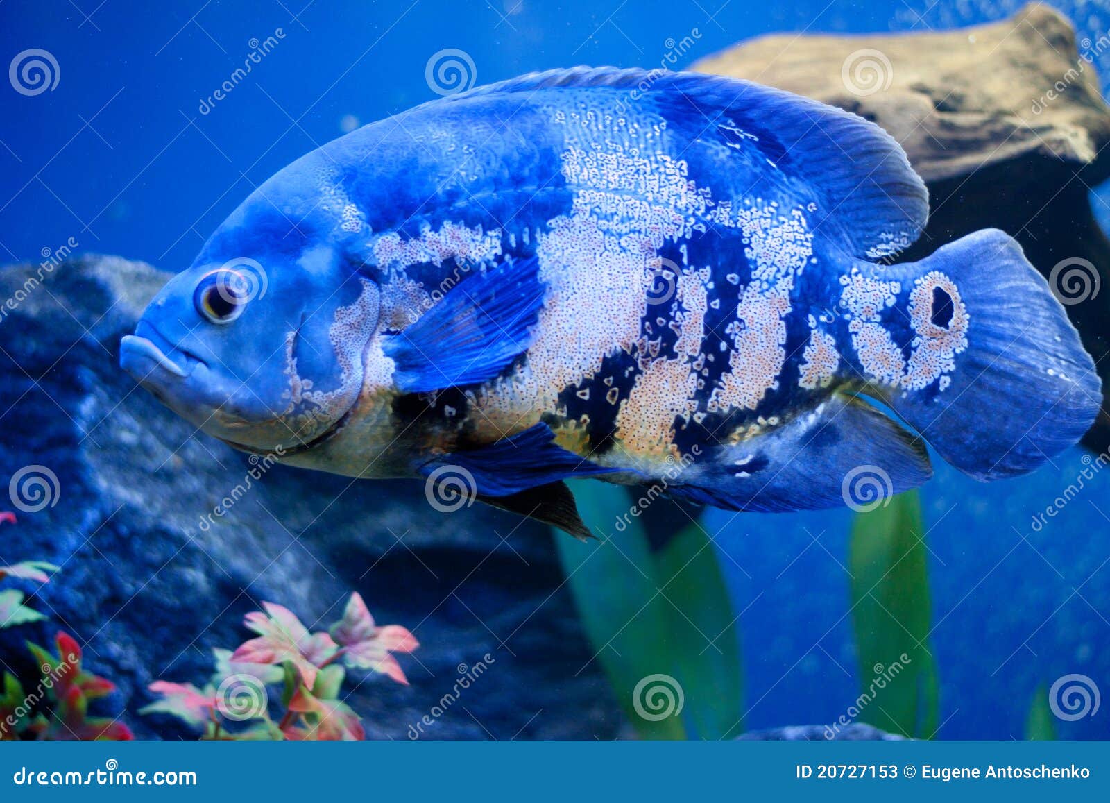 Big Blue Sea Fish in Aqurium. Underwater Stock Image - Image of bright ...