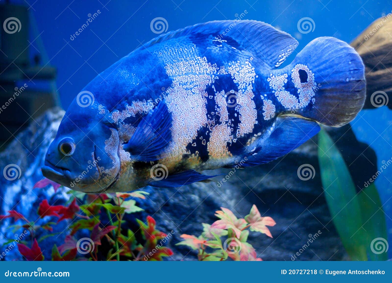 Big Blue Sea Fish in Aqurium. Underwater Stock Photo - Image of light ...