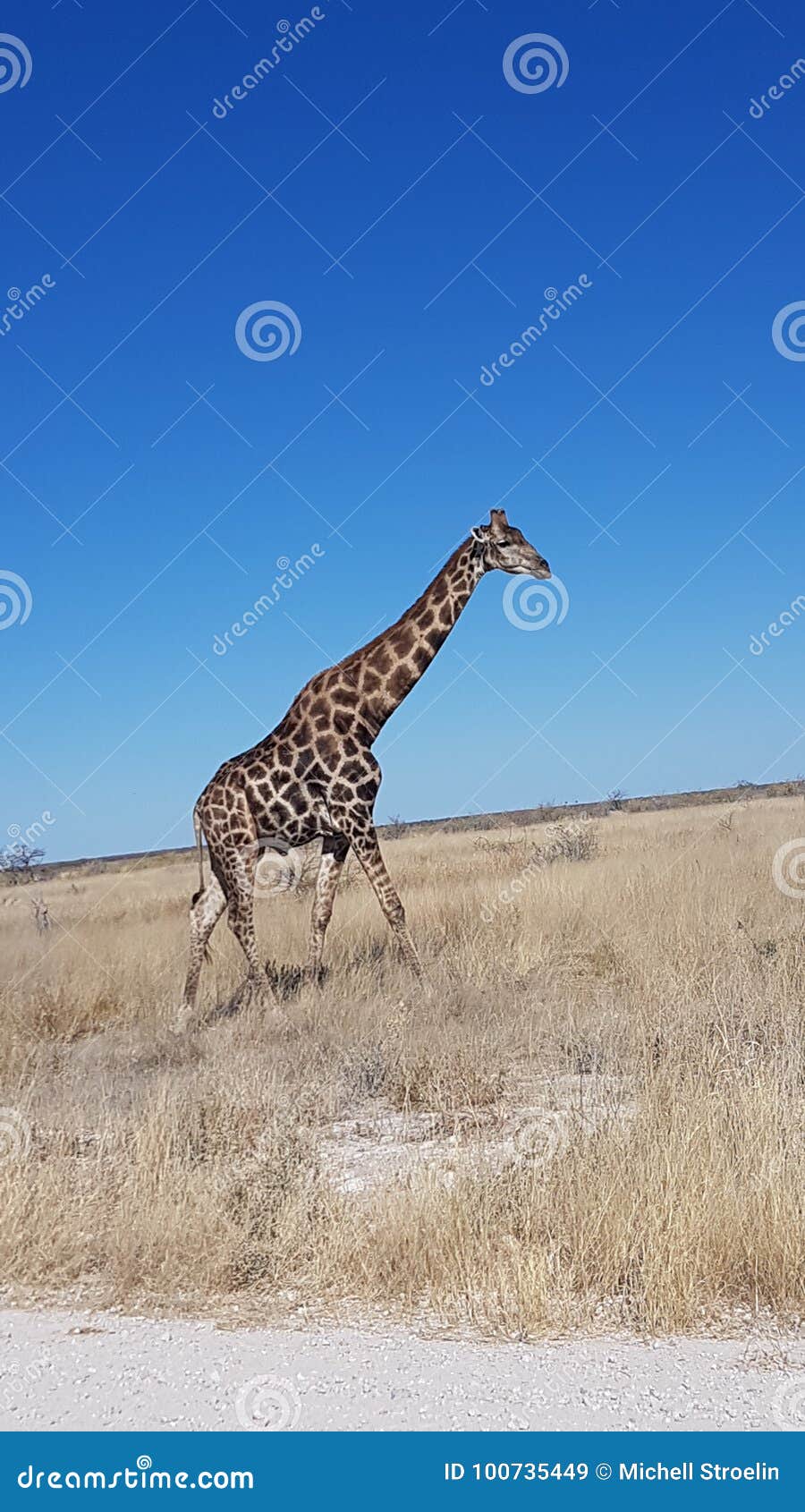 Giraffe stock image. Image of blue, pointed, giraffe - 100735449