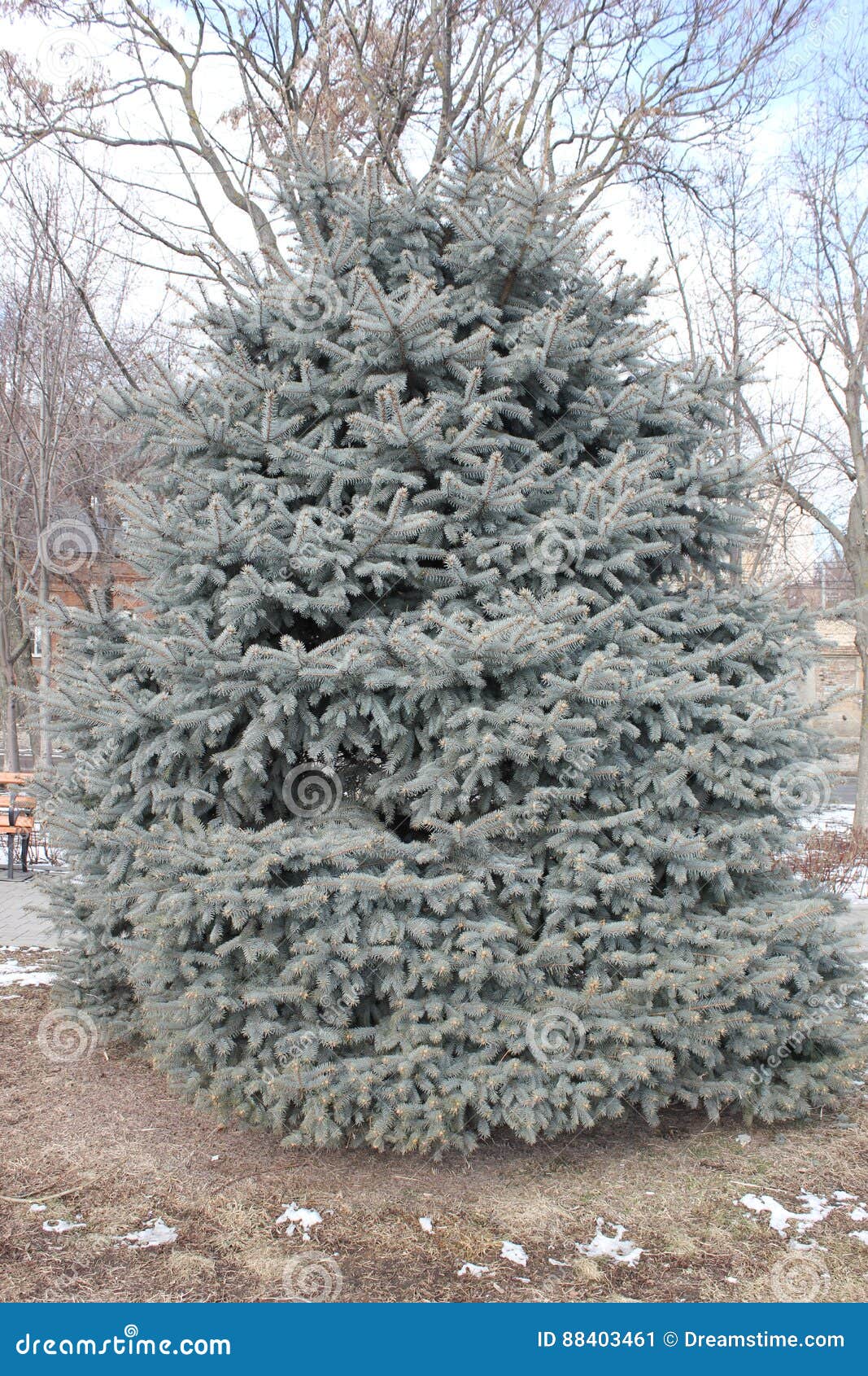 Big Blue Spruce in the Winter in a City Park Stock Image - Image of ...