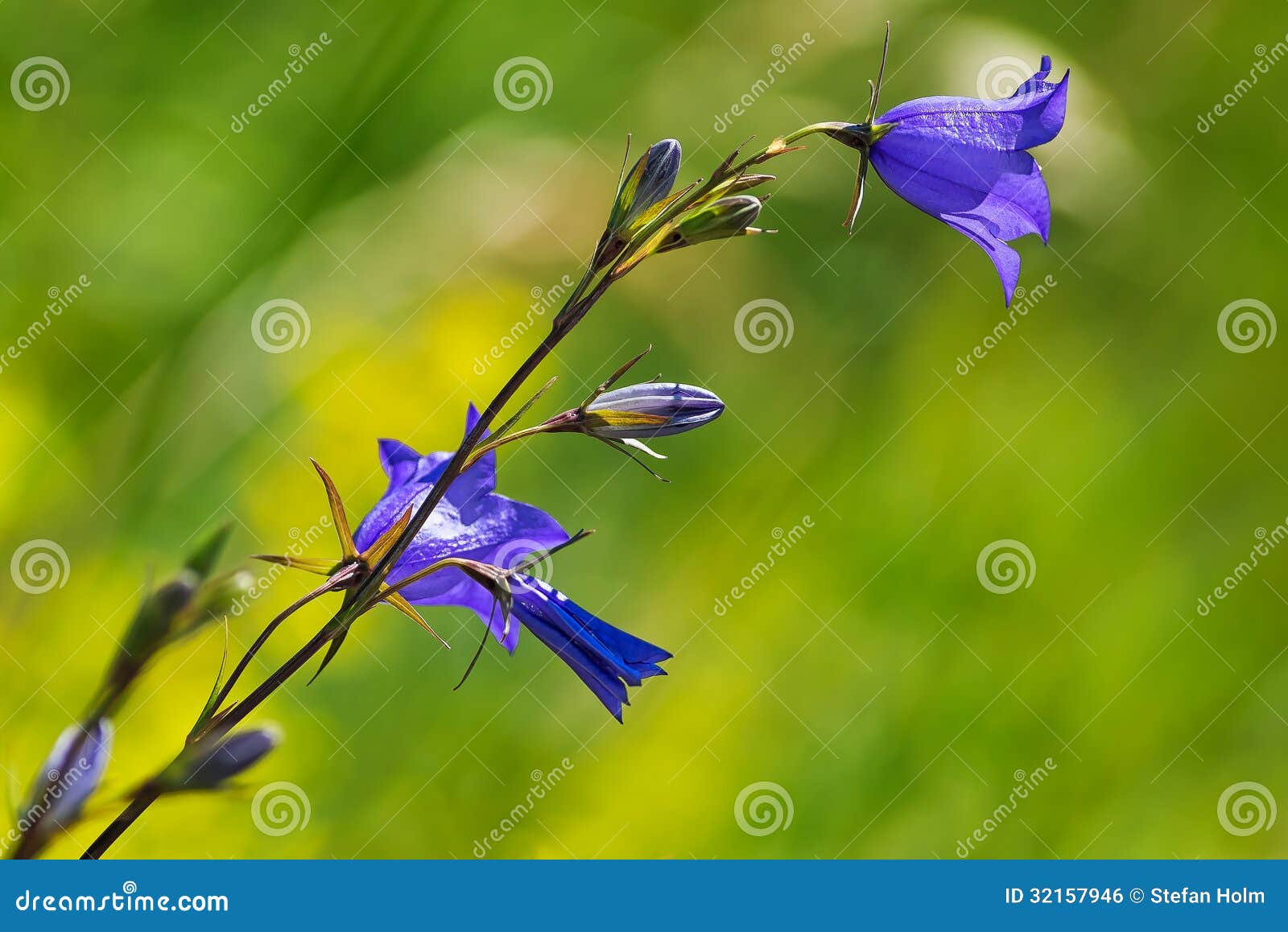 Big Bluebell or Campanula Persicifolia Stock Photo - Image of ...