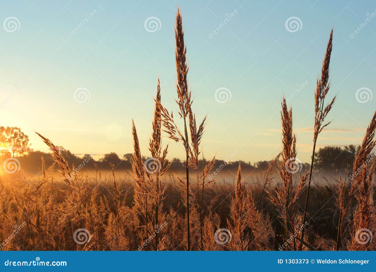 Big Bluestem prairie grass stock image. Image of grass - 1303373