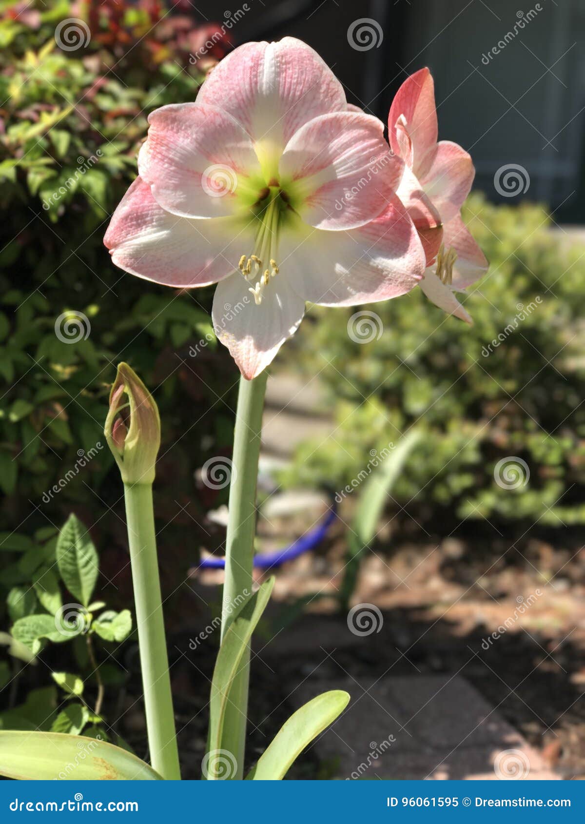 Blushing Flower On The Smallest Tree Branch Stock Photo | CartoonDealer ...