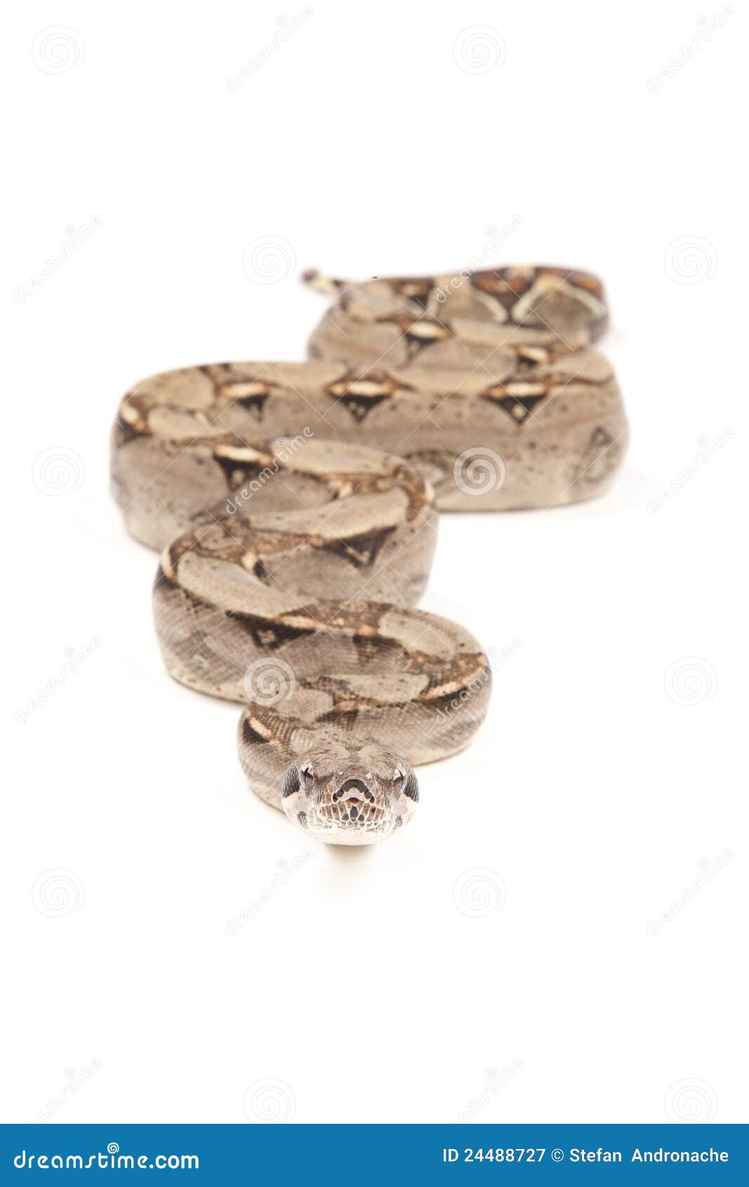 Big Boa stock image. Image of studio, constrictor, exotic - 24488727