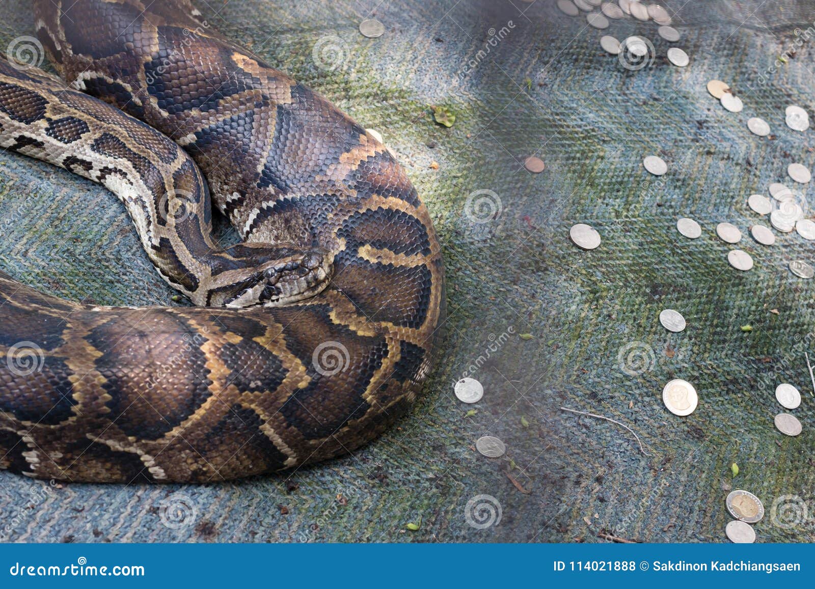 Big Boa Snake in Cage at the Zoo Stock Photo - Image of tooth, wildlife ...
