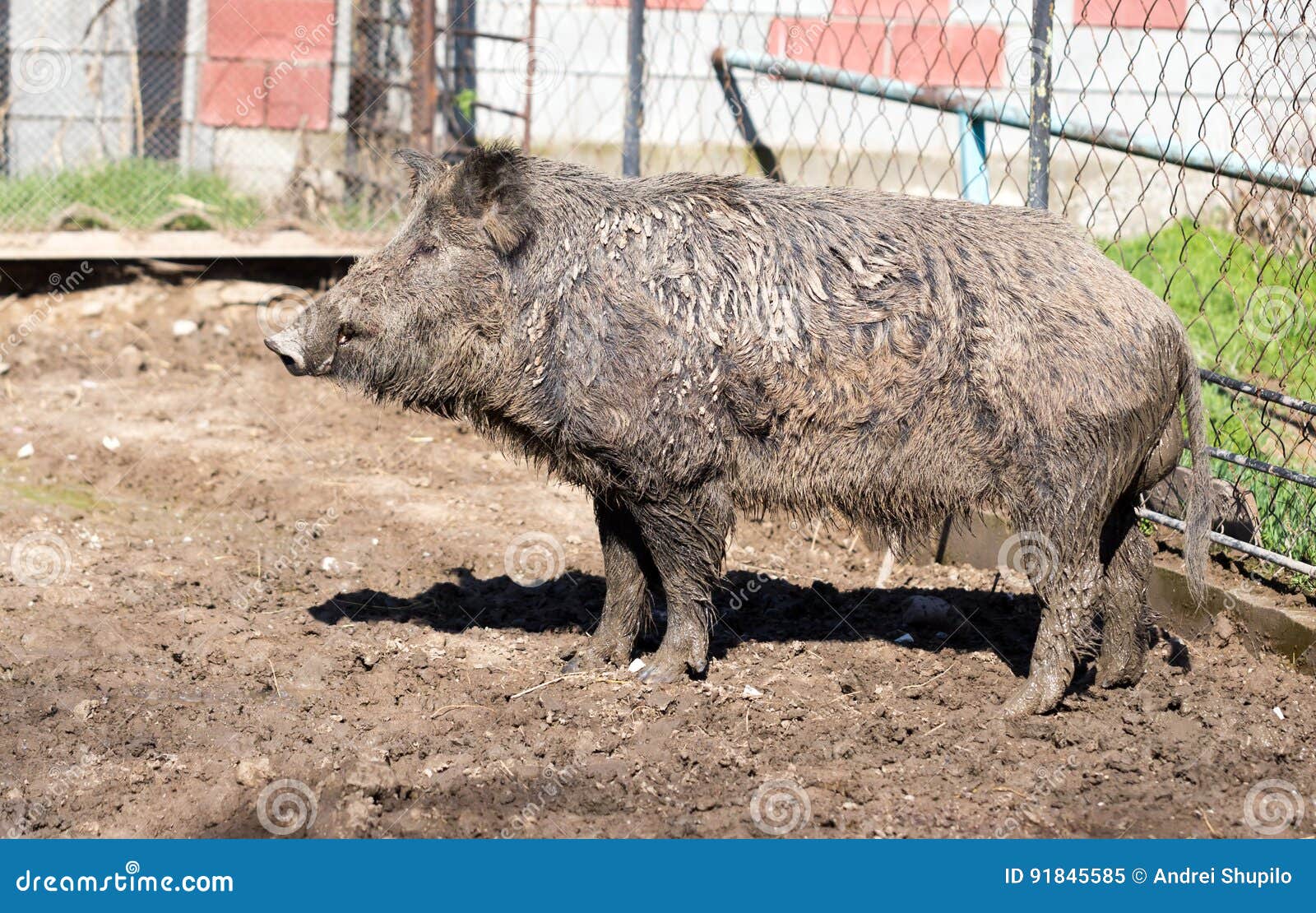 Big boar in the mud stock image. Image of summer, swine - 91845585