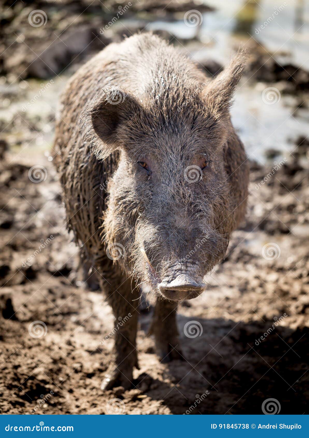 Big boar in the mud stock photo. Image of eurasian, swine - 91845738