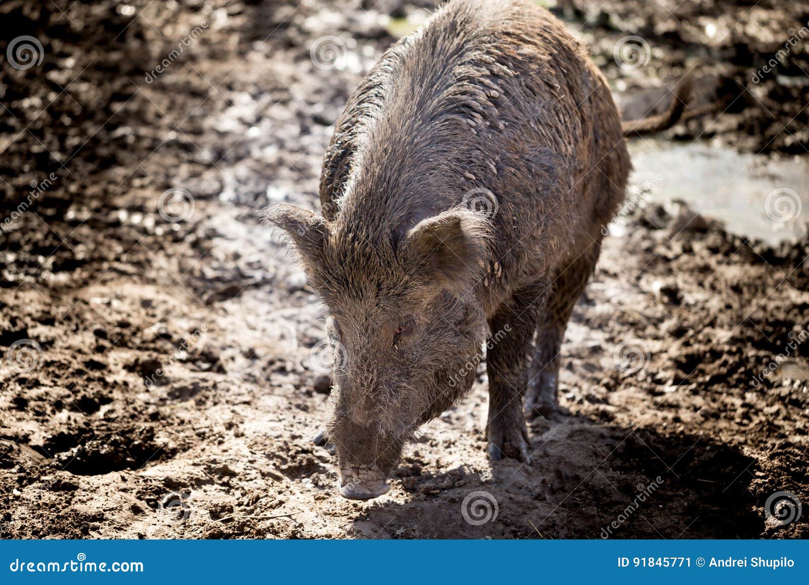 Big boar in the mud stock image. Image of swine, wildlife - 91845771