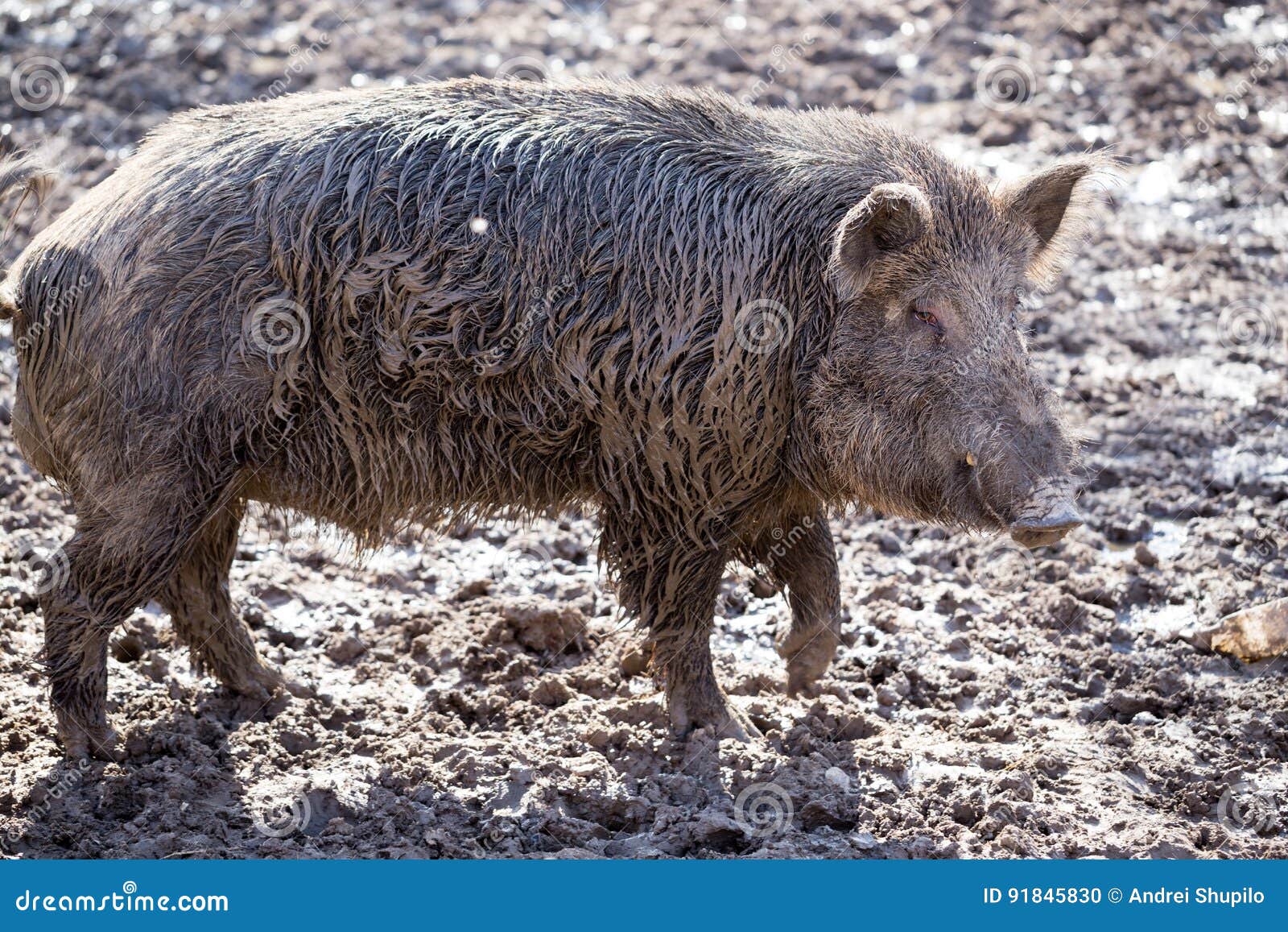Big boar in the mud stock photo. Image of sleeping, piglet - 91845830