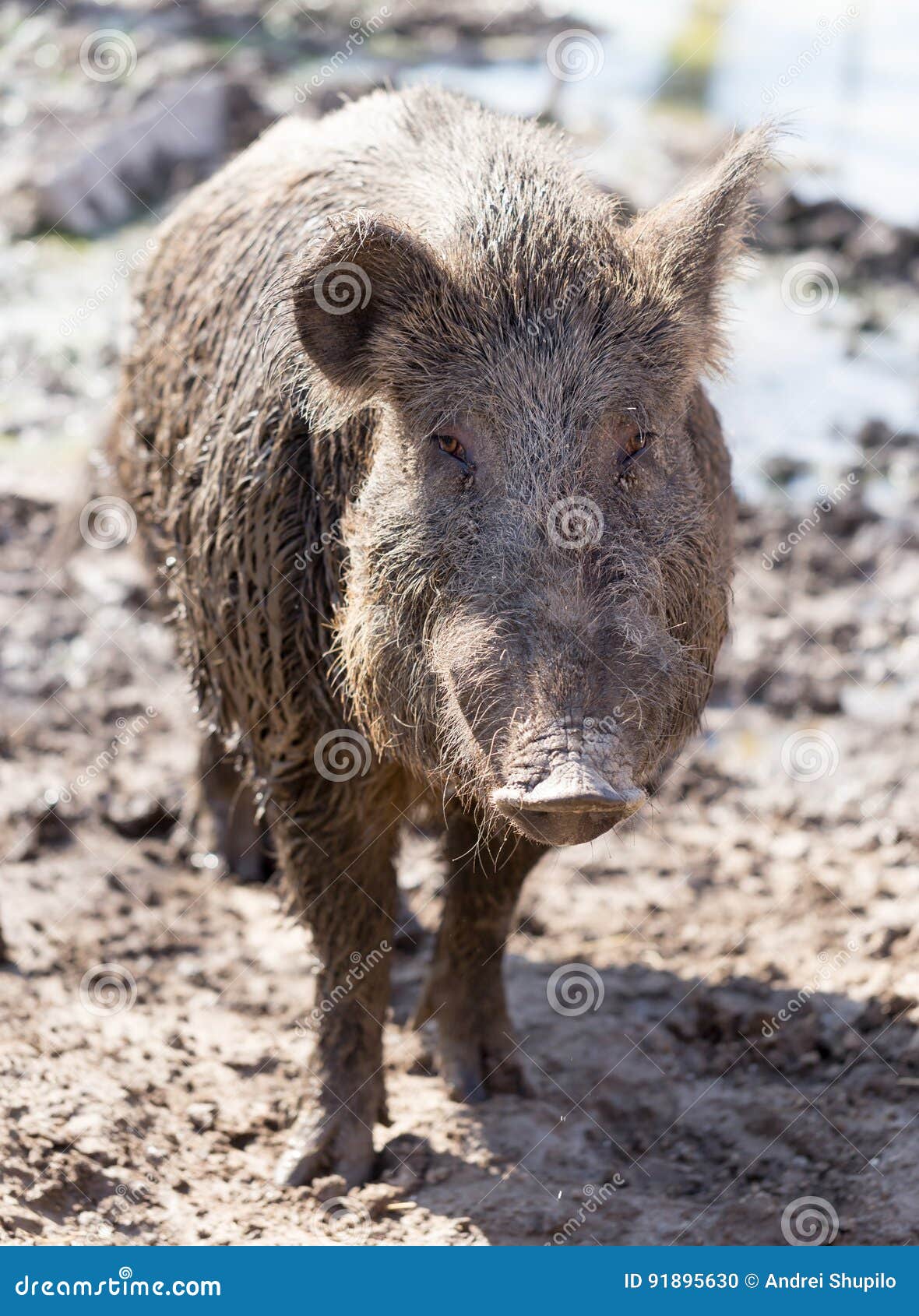 Big boar in the mud stock photo. Image of piglet, male - 91895630