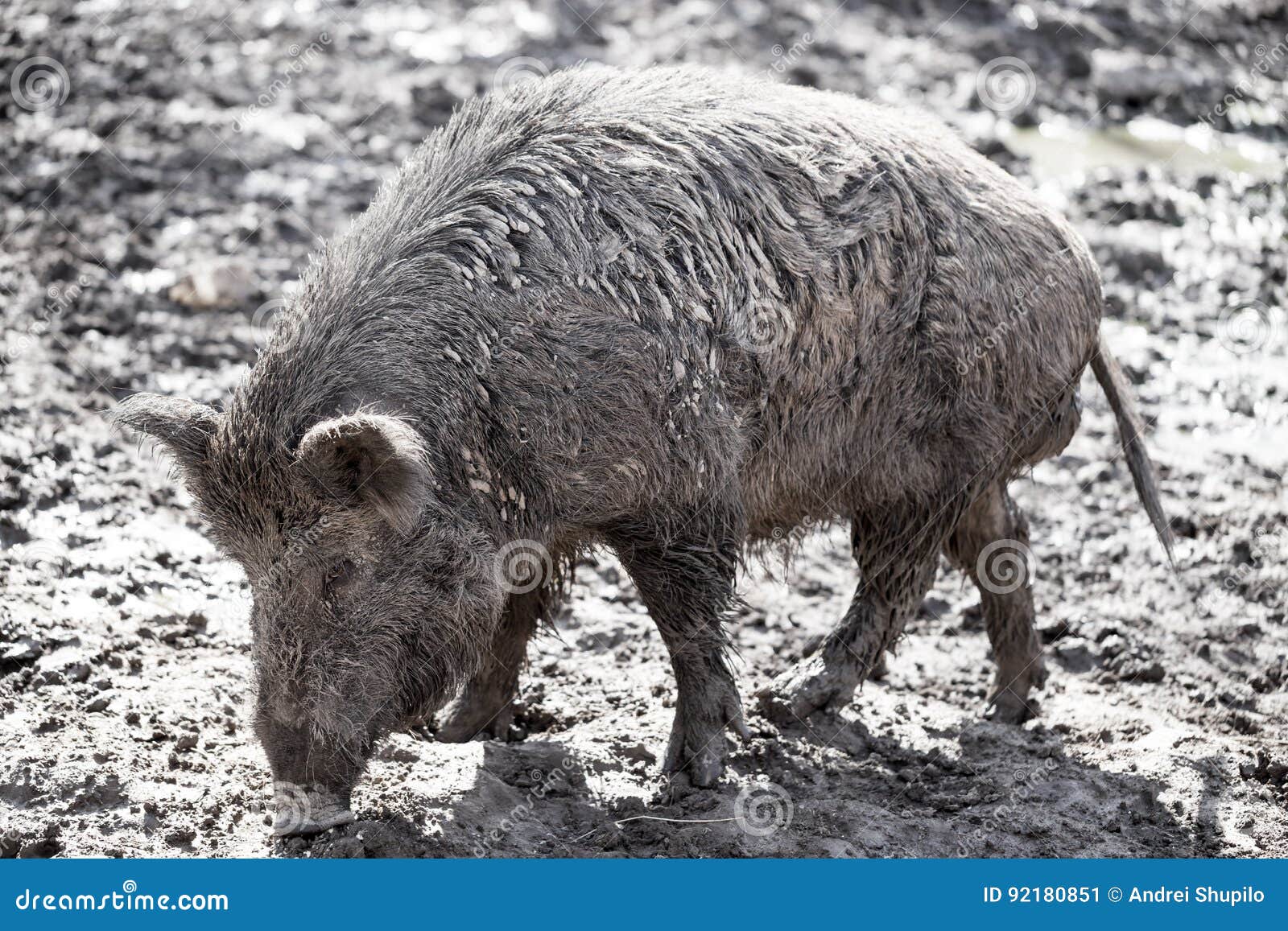 Big boar in the mud stock image. Image of summer, swine - 92180851