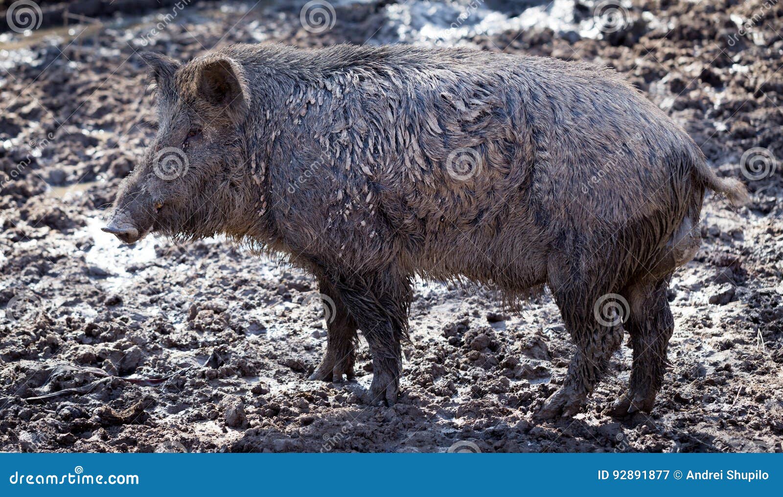 Big boar in the mud stock image. Image of natural, boar - 92891877