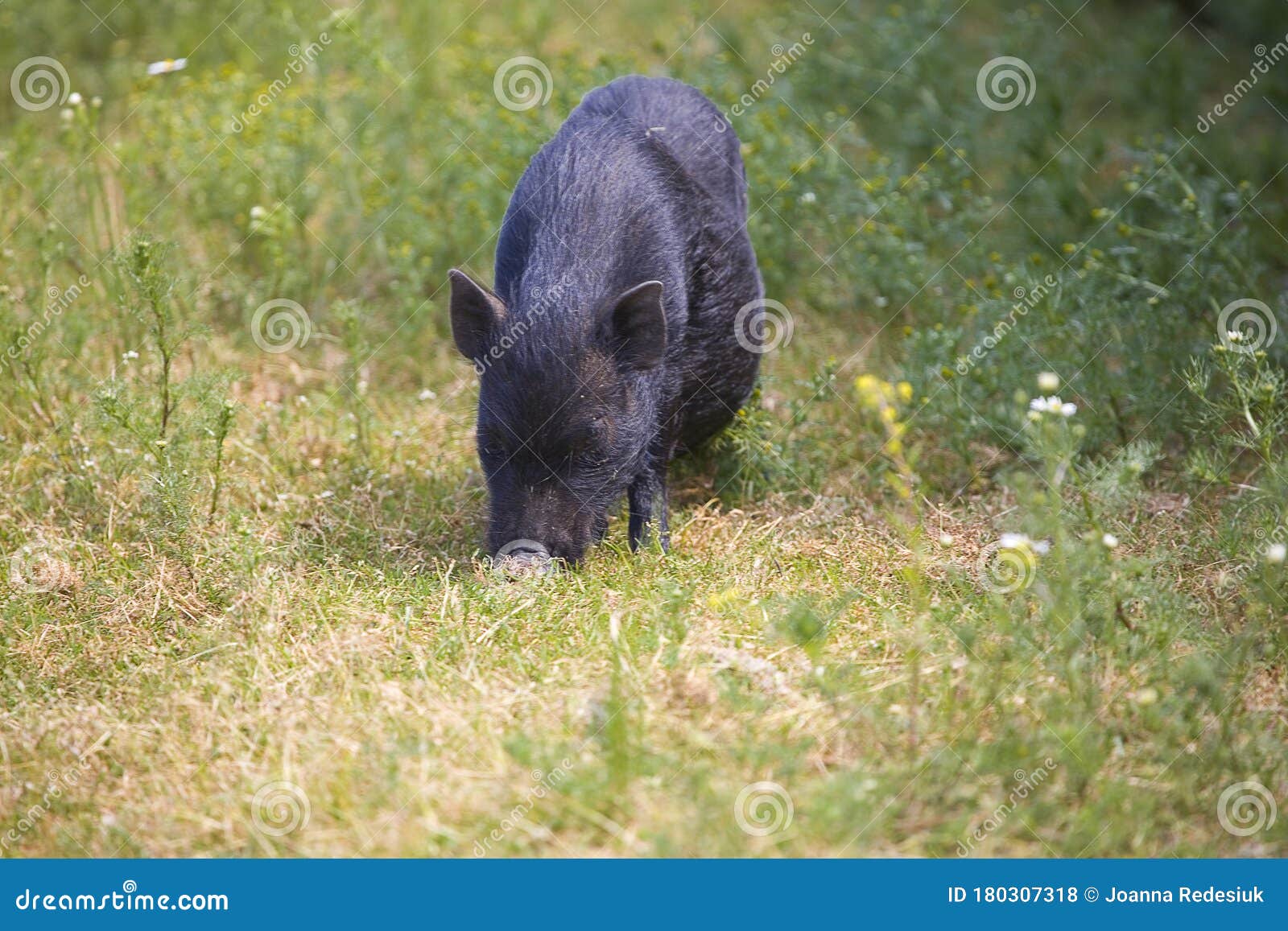 Big Boar in the Natural Environment on a Summer Day Stock Photo - Image ...