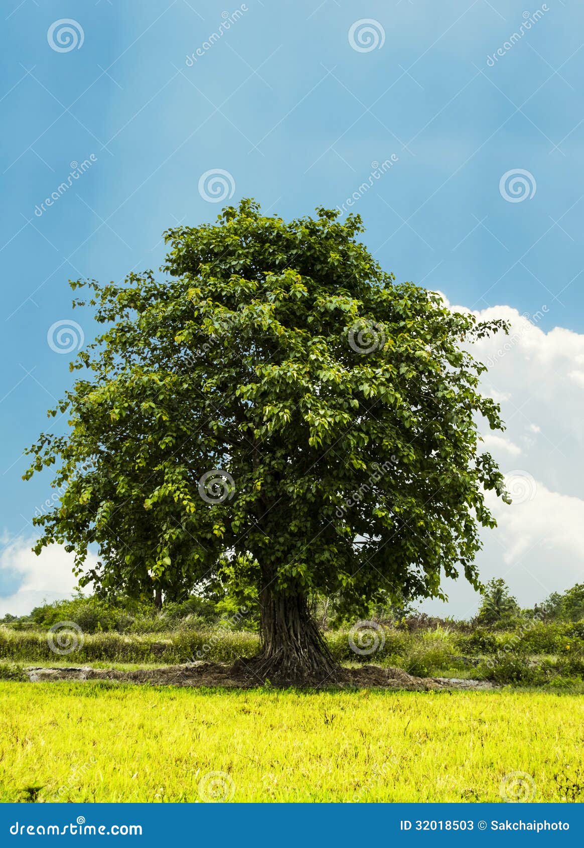 Big Bodhi tree stock image. Image of circle, bodhi, human - 32018503