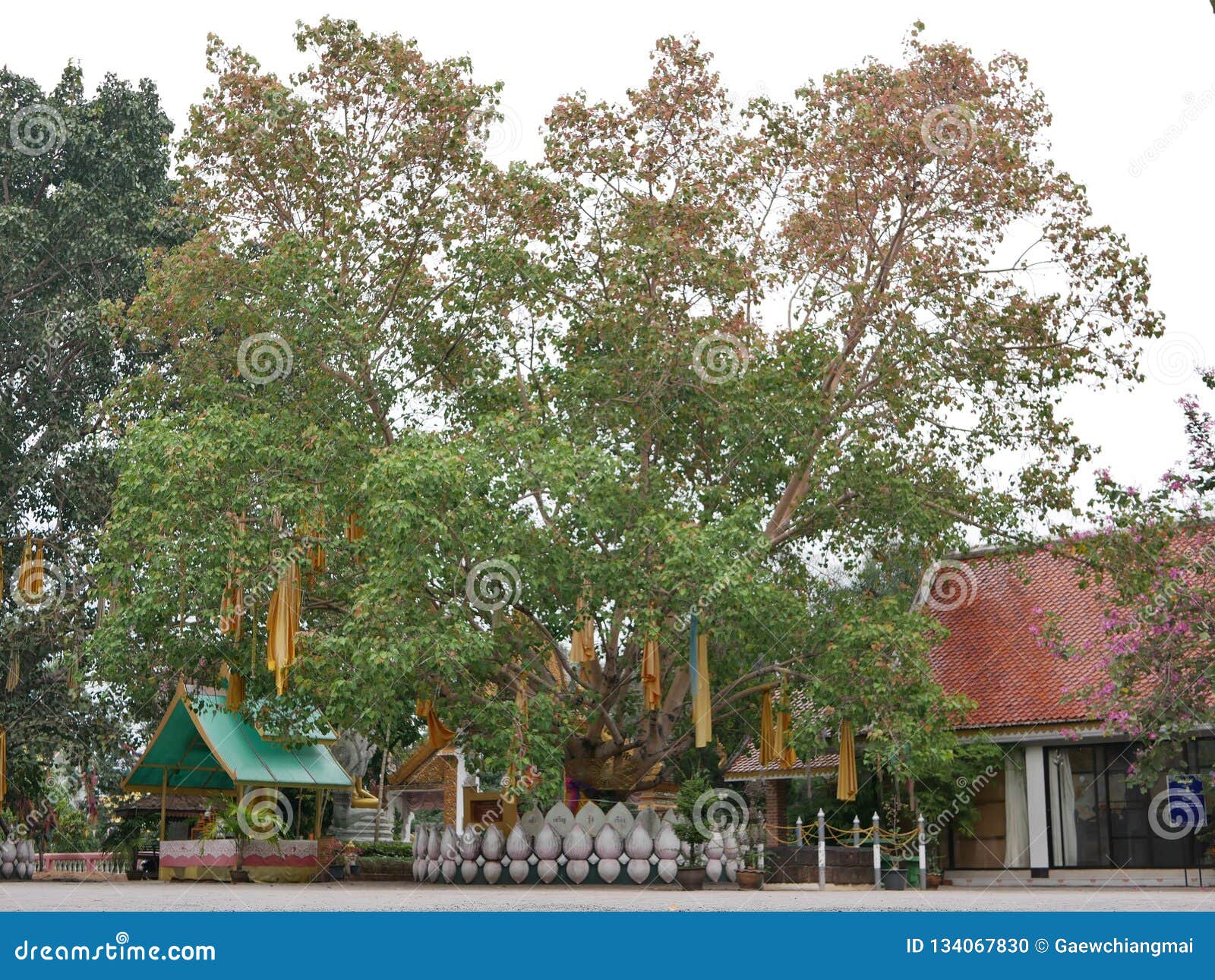 Big Bodhi Tree in a Buddhist Temple with Yellow Buddhist Monks` Robes ...