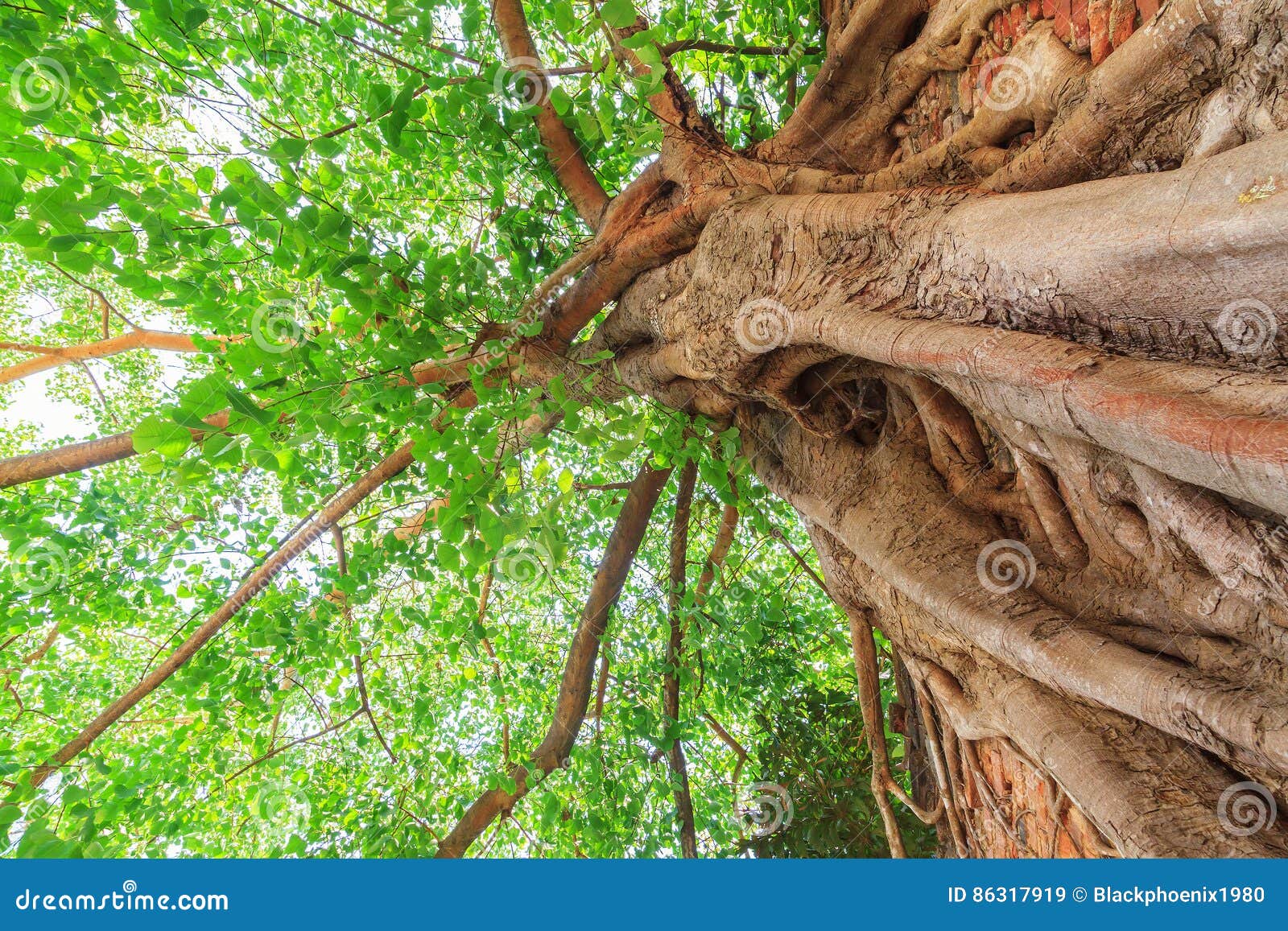 Big Bodhi Tree with Green Leaves Stock Image - Image of environment ...