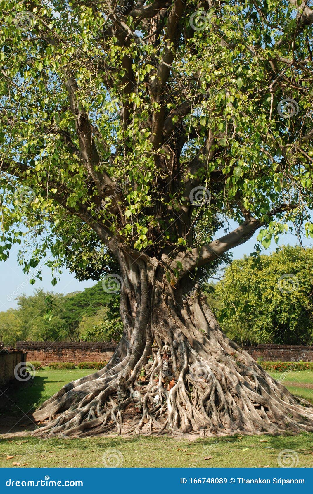 Big Bodhi Tree in the Sukhothai Historical Park Stock Image - Image of ...
