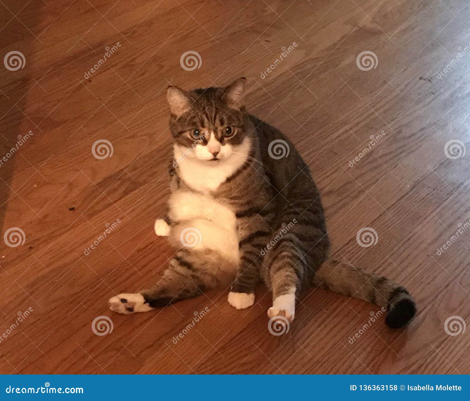 Big Boi 3 stock photo. Image of animal - 136363158