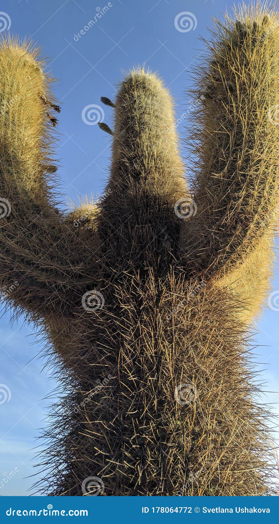 Big Bolivia cactus stock photo. Image of leaf, bolivia - 178064772