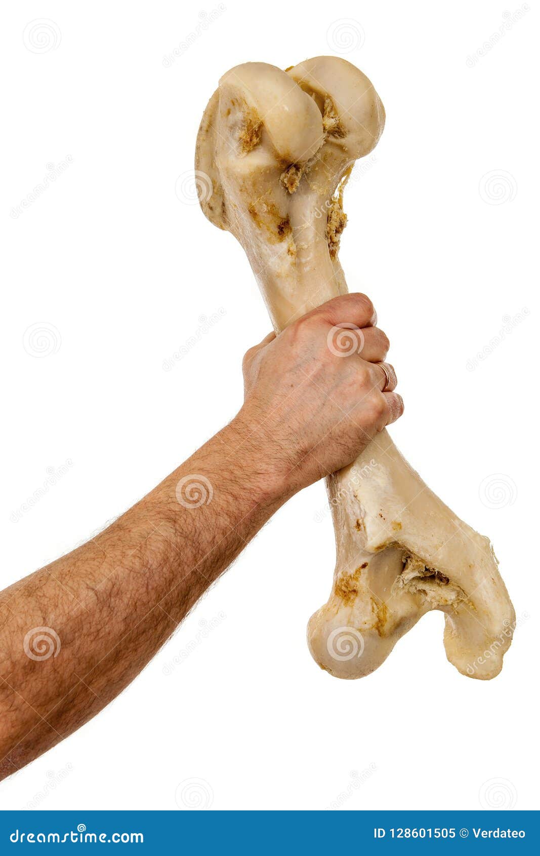 Big Bone in Hand Over White Stock Image - Image of dinner, background ...