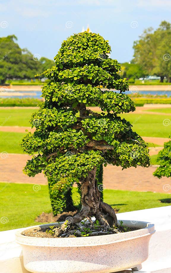 Big bonsai trees stock photo. Image of botany, tree, garden - 59633182