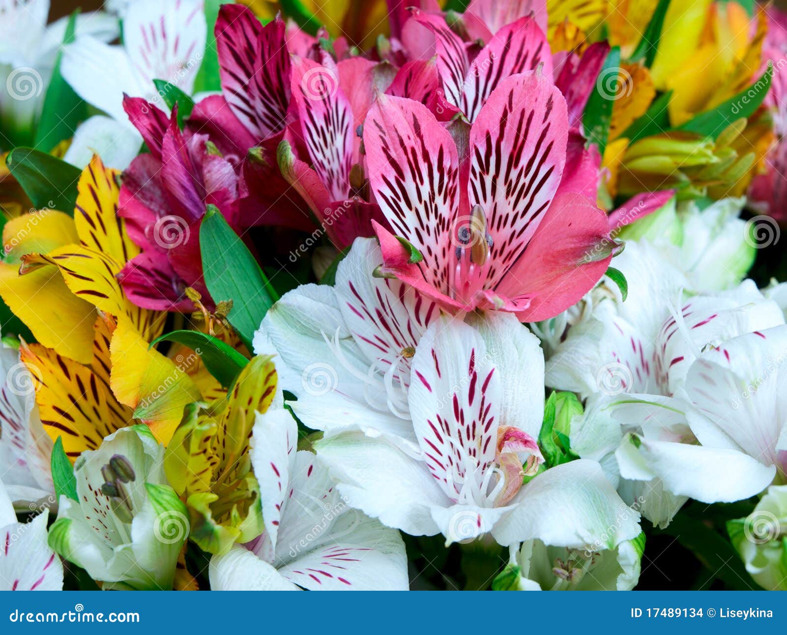 Big Bouquet of Alstroemeria Flowers Stock Photo - Image of defocused ...