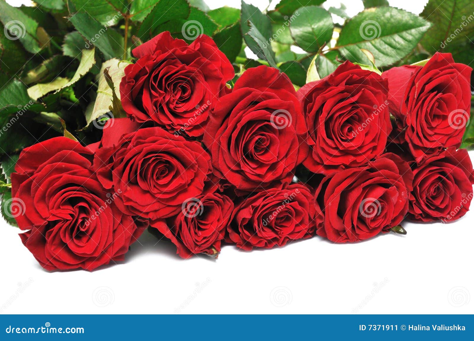 Big bouquet red roses stock image. Image of elegant, beauty - 7371911
