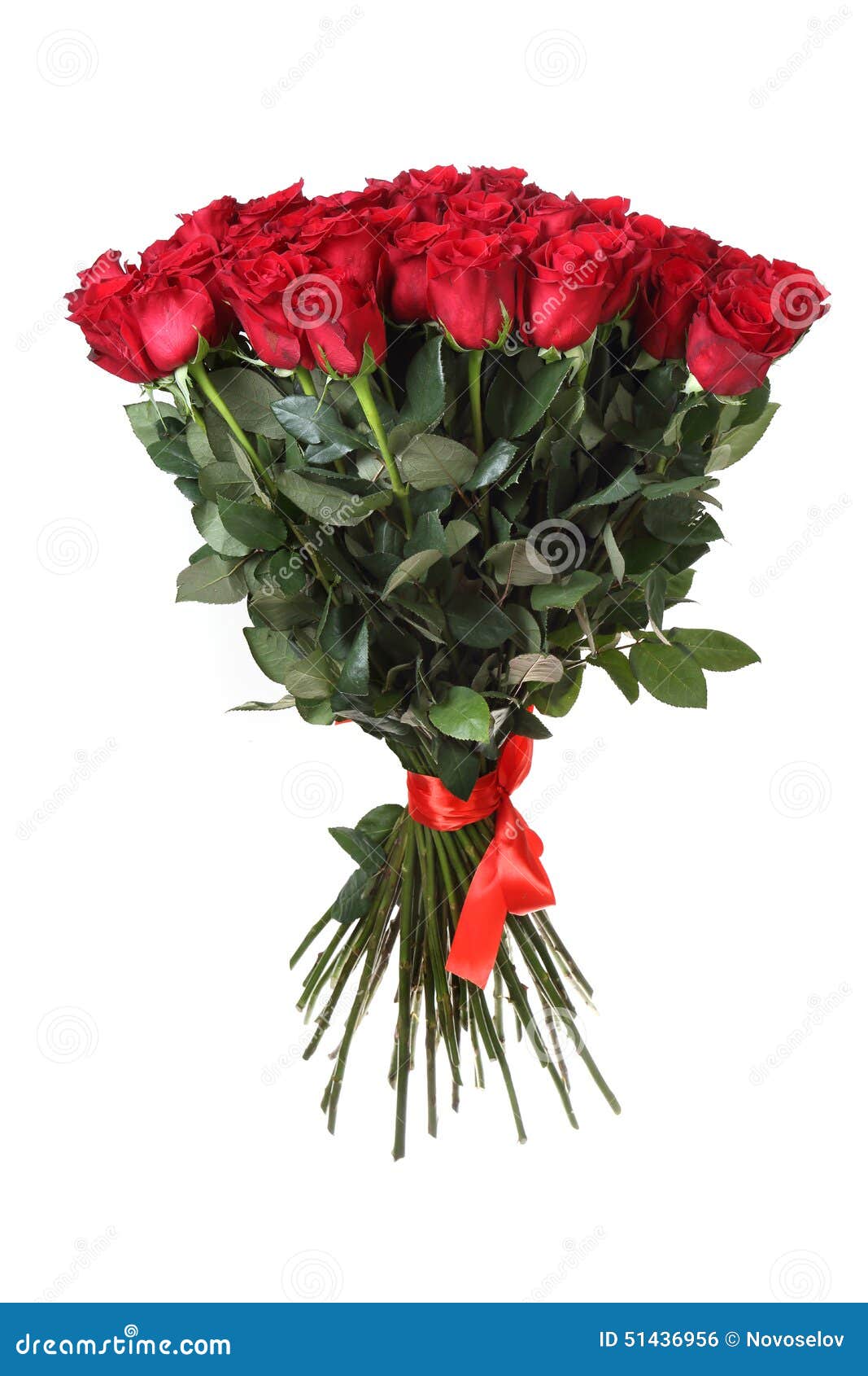 Big bouquet of red roses stock photo. Image of isolated - 51436956