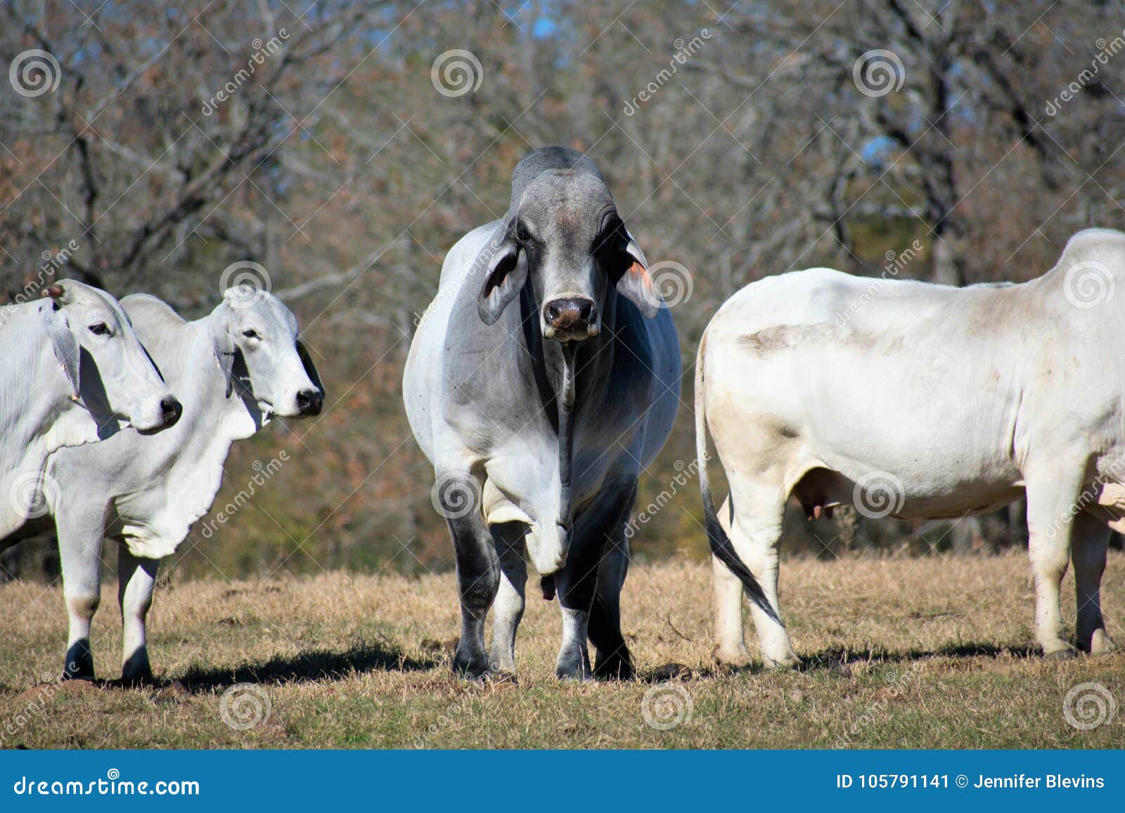 Big Brahma Bull stock image. Image of beauty, agricultural - 105791141