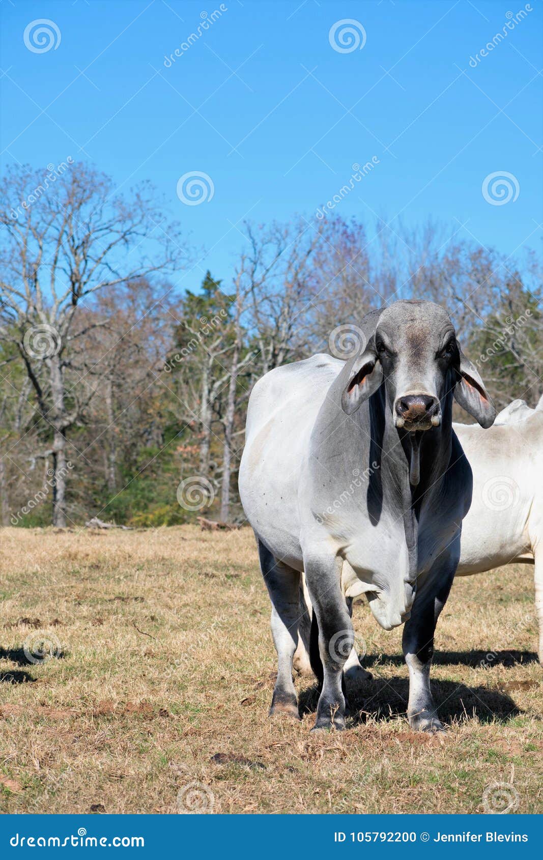 Big Brahma Bull stock photo. Image of hair, calf, food - 105792200
